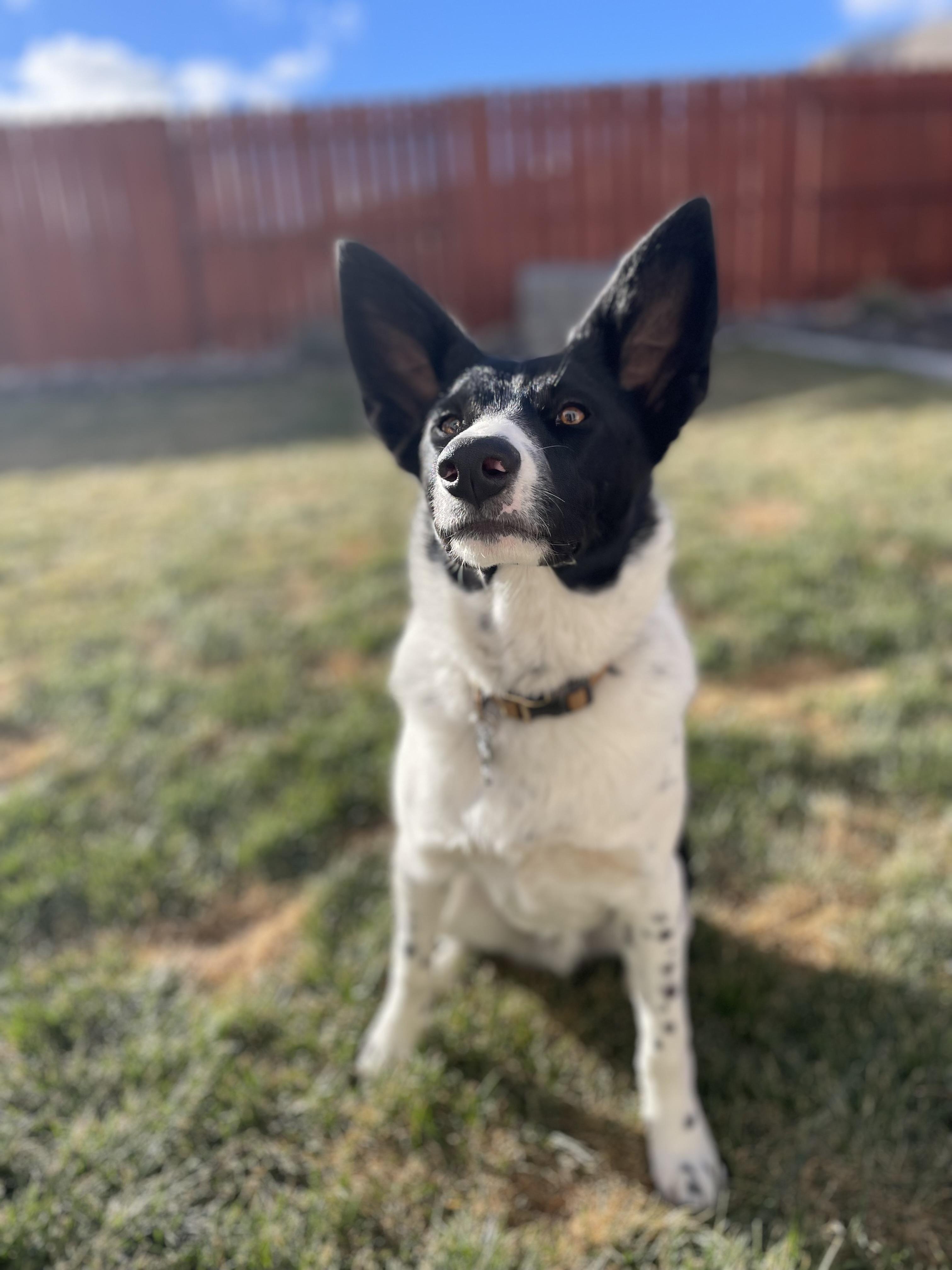 Dog for adoption - Butler, a Border Collie Mix in modesto, CA | Petfinder
