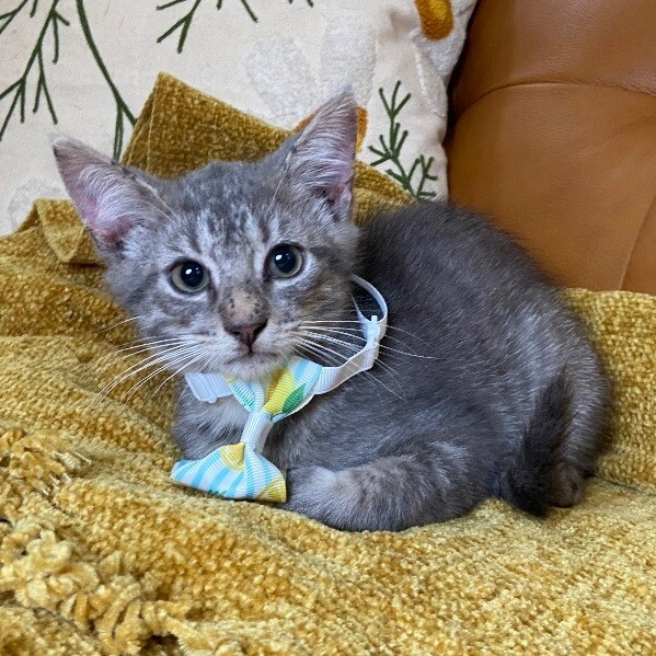 Cat for adoption - Smokey Rose, a Tabby & Domestic Short Hair Mix in ...