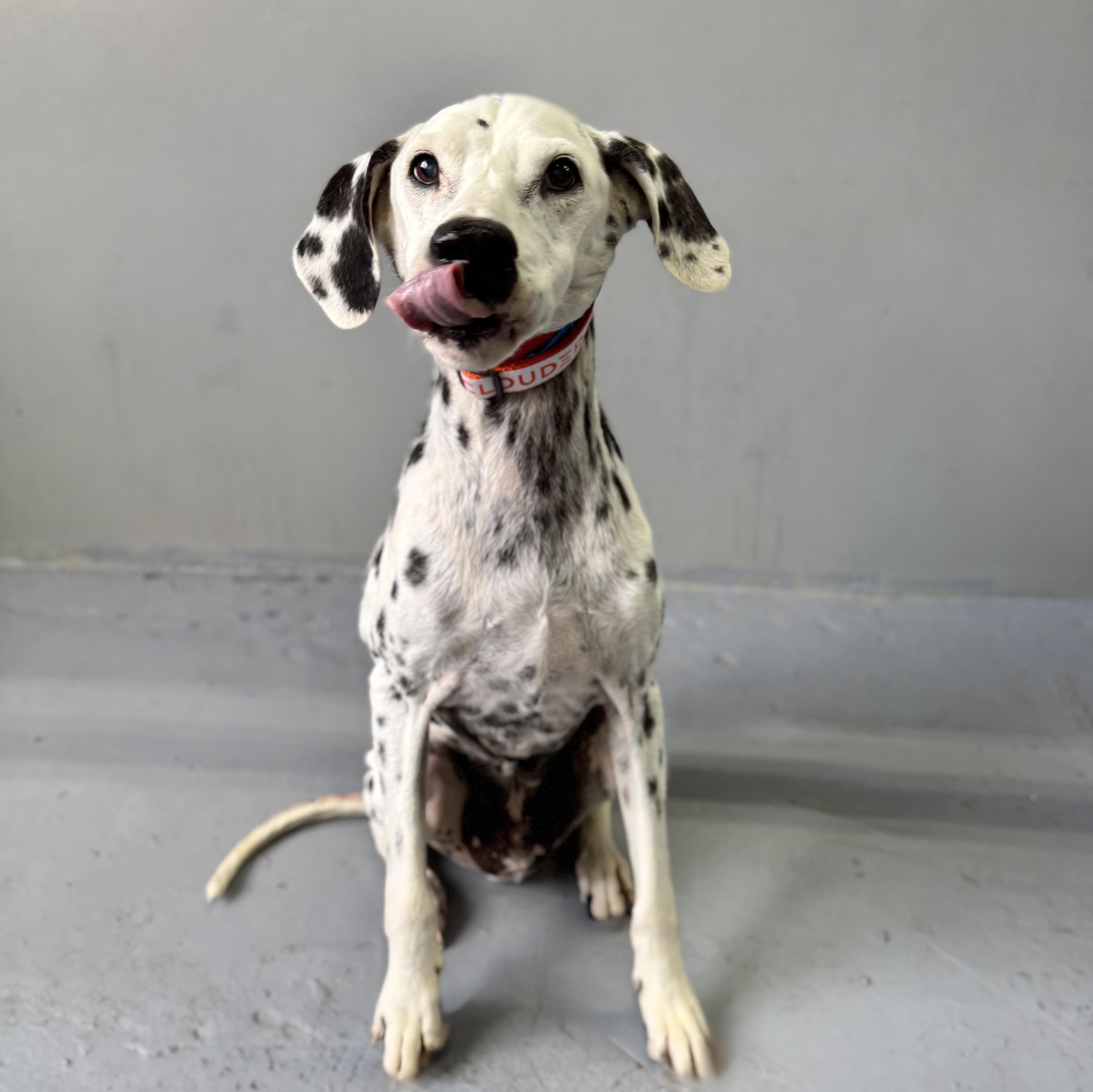 Dog for adoption - Après-ski, a Dalmatian in New Canaan, CT | Petfinder