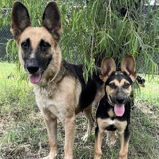 Dog for adoption - Petra, a German Shepherd Dog in Toronto, ON | Petfinder