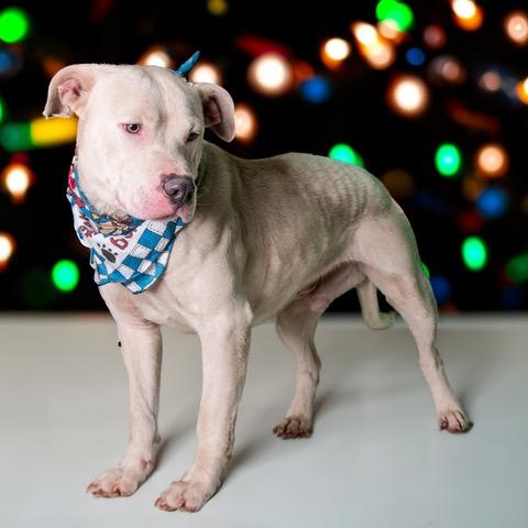 Dog for adoption - Denny, a Pit Bull Terrier Mix in San Andreas, CA ...