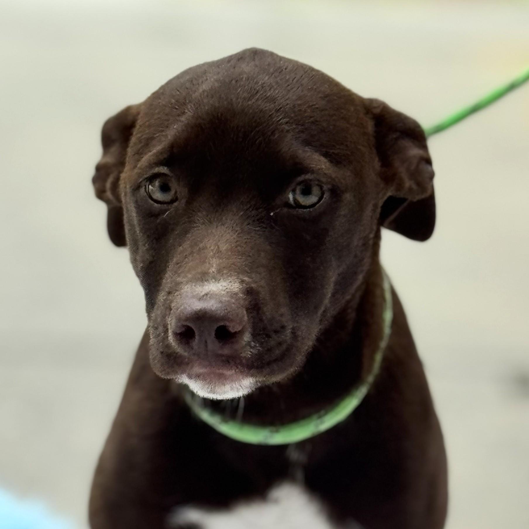 Dog for adoption - Fudge, a Chocolate Labrador Retriever & Hound Mix in ...