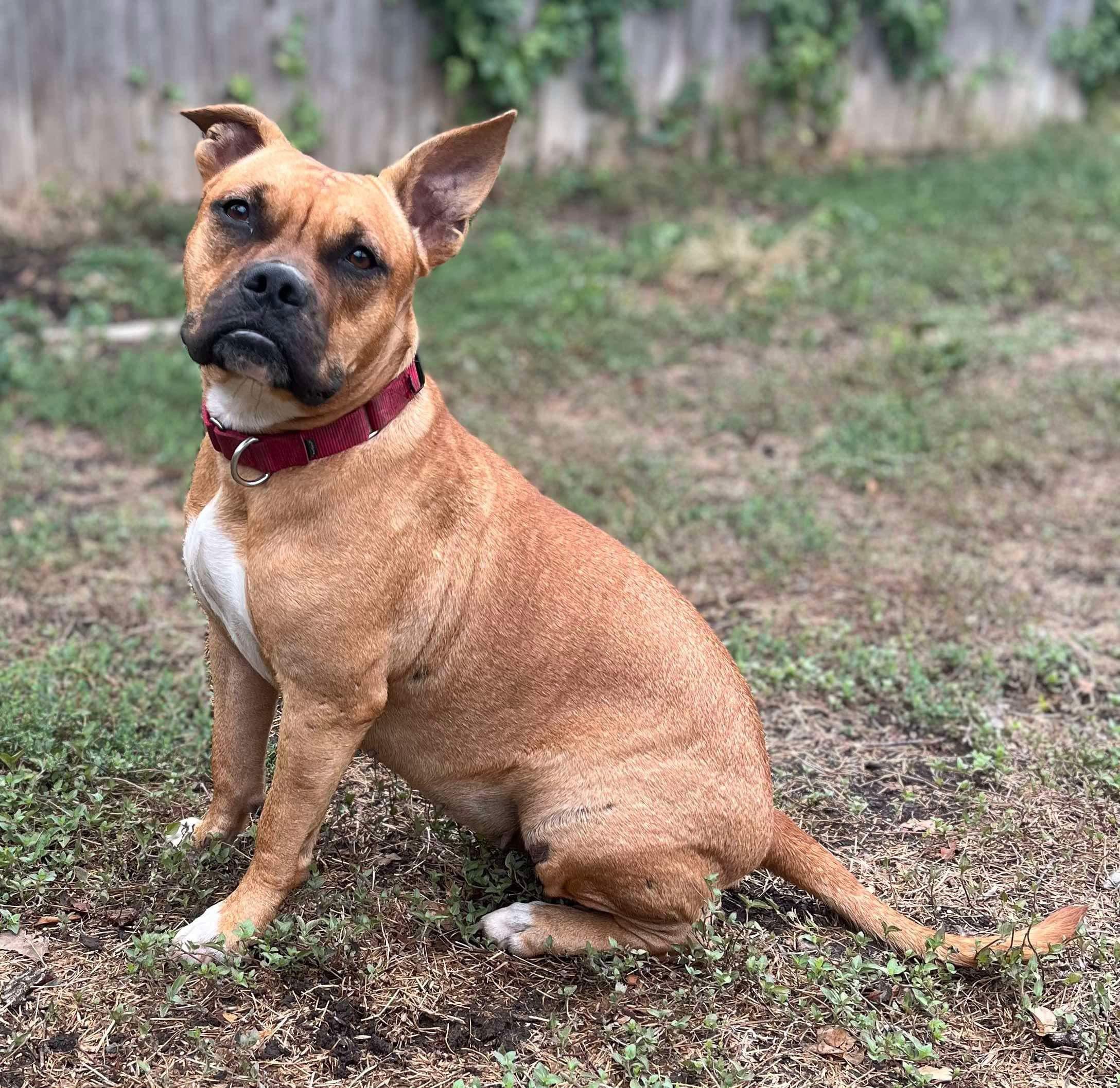 Dog for adoption - Lucy-Lu, a Boxer Mix in Howe, IN | Petfinder