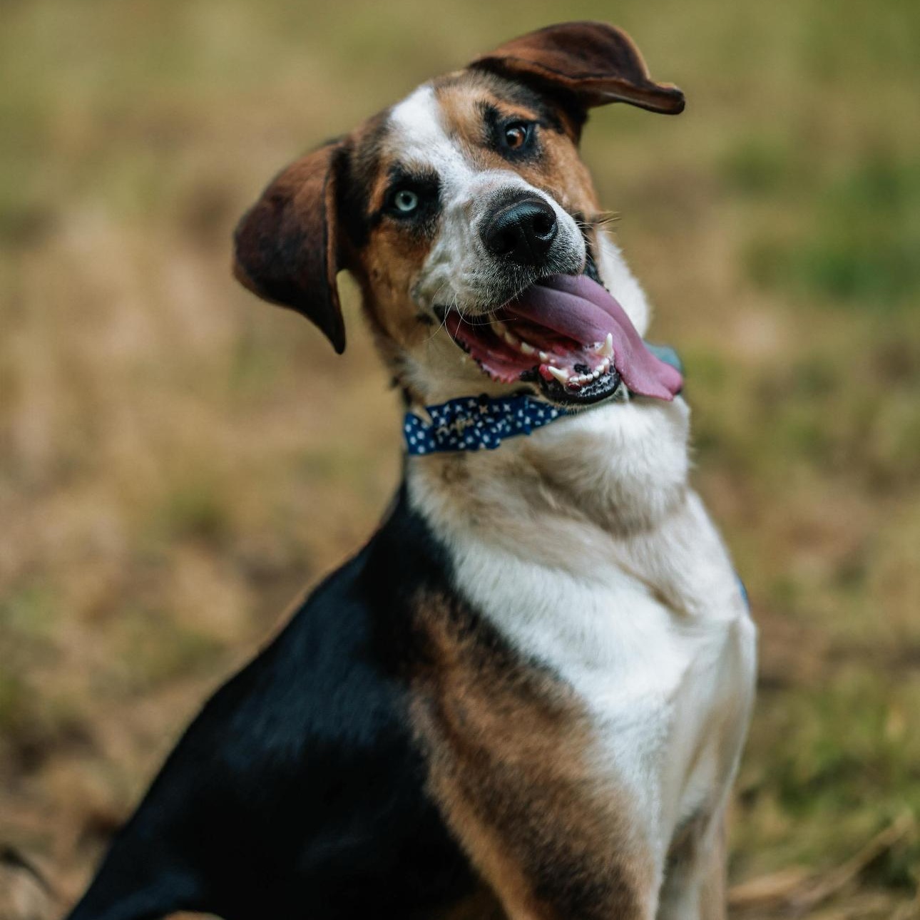 Dog for adoption - FROSTY, a Treeing Walker Coonhound & Husky Mix in ...