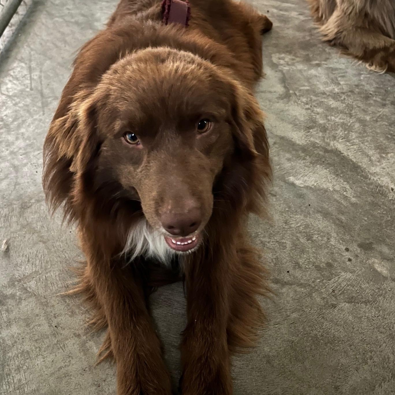 Missouri Dog Adoptions: View Dogs for Adoption in Missouri