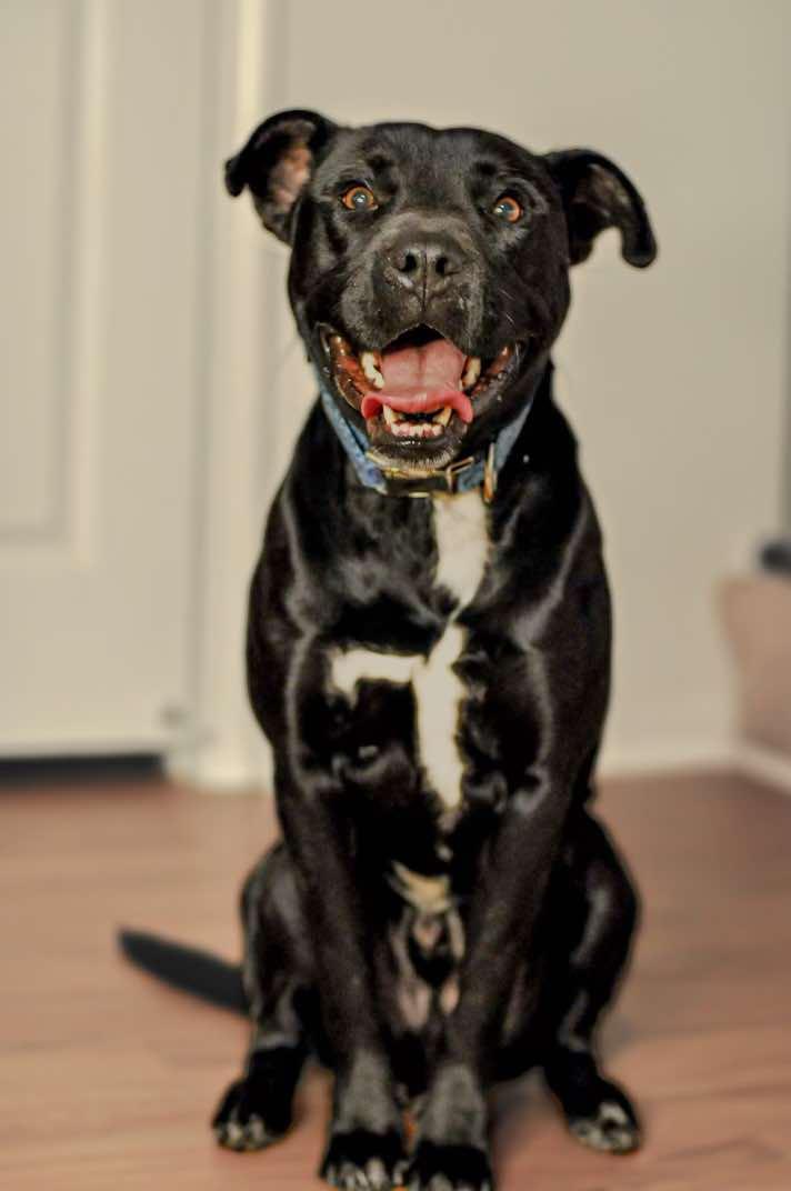 Dog for adoption - Finley, a Black Labrador Retriever & Pit Bull ...