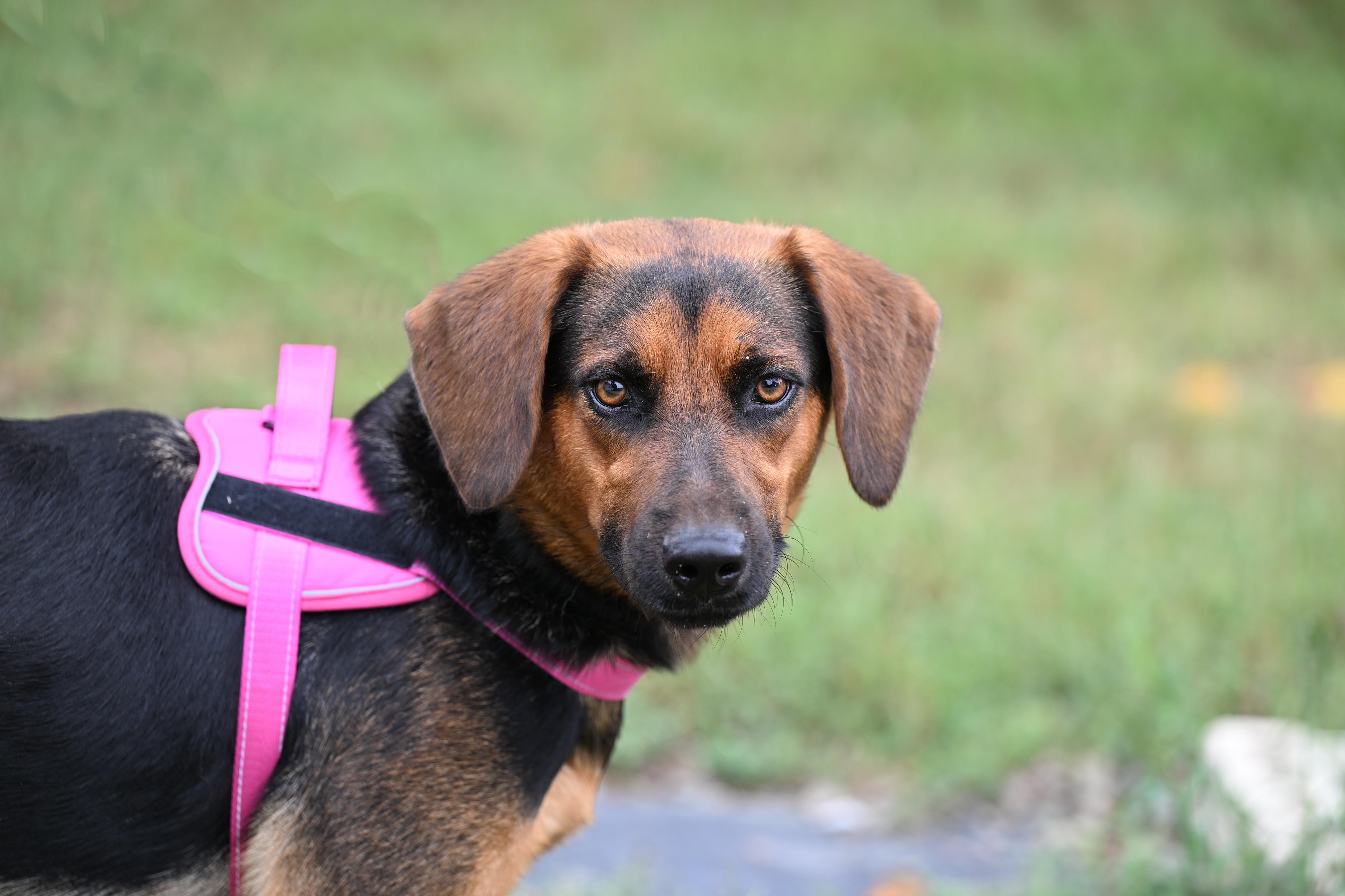 Dog for adoption - VIVIAN - PRETTY GIRL, a Hound Mix in Harrisburg, PA ...