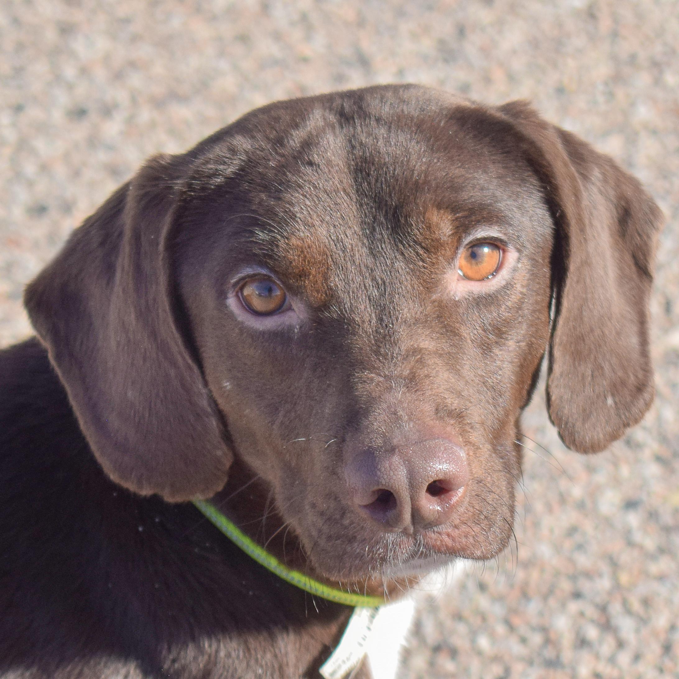 Dog for adoption - Alex, a Beagle & Chocolate Labrador Retriever Mix in ...