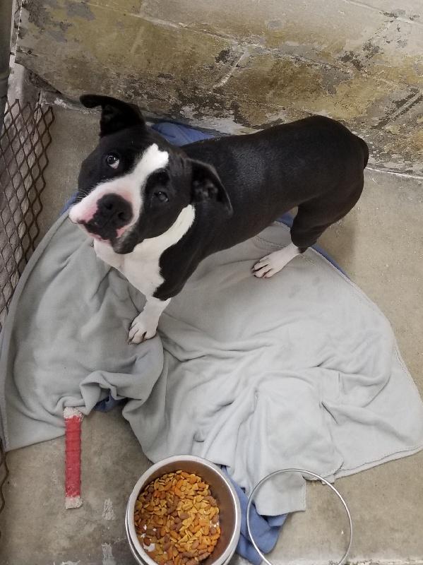 Dog for adoption - Izzy, a Boxer Mix in Aurora, IL | Petfinder