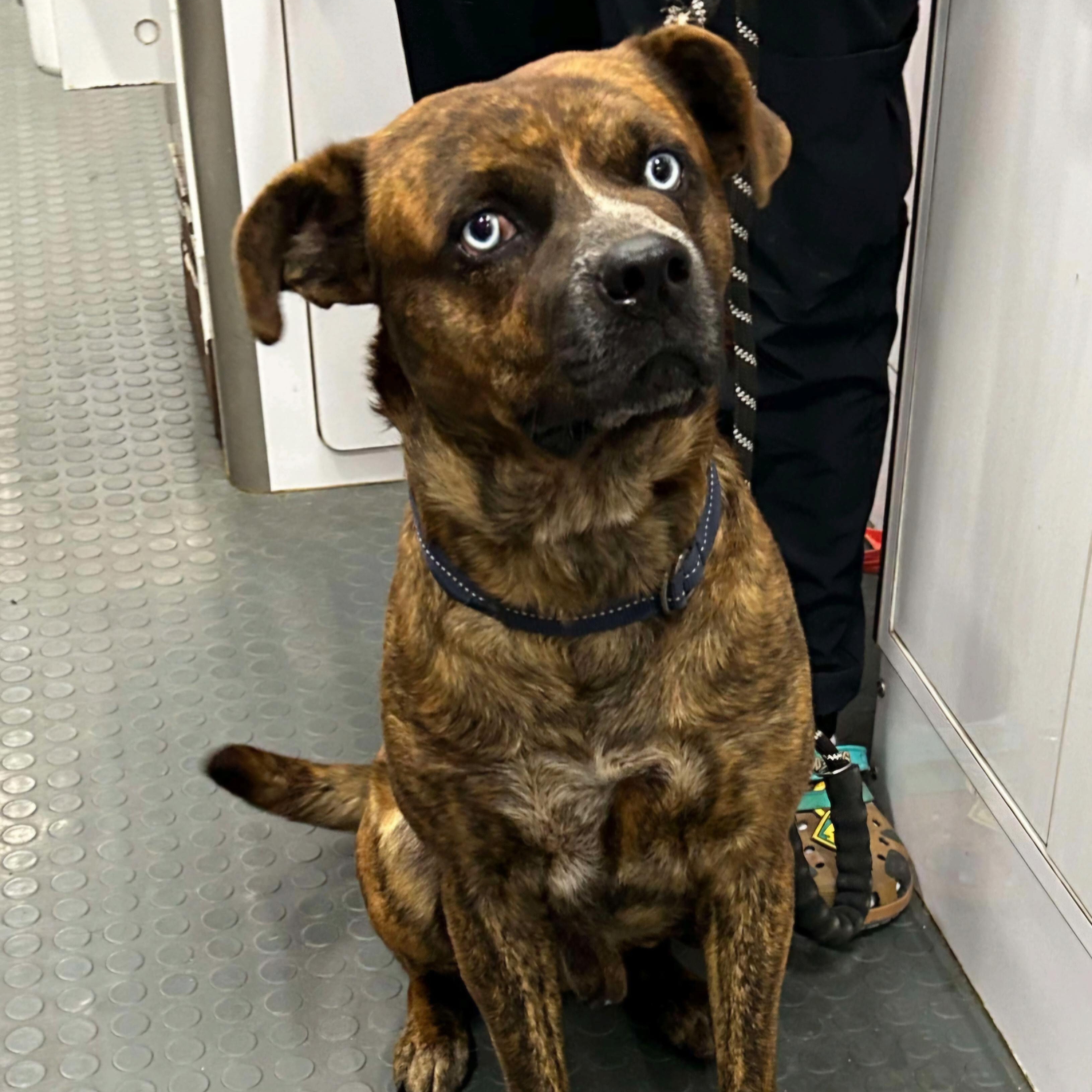 Dog for adoption - Beethoven, a Mixed Breed in Albany, NY | Petfinder