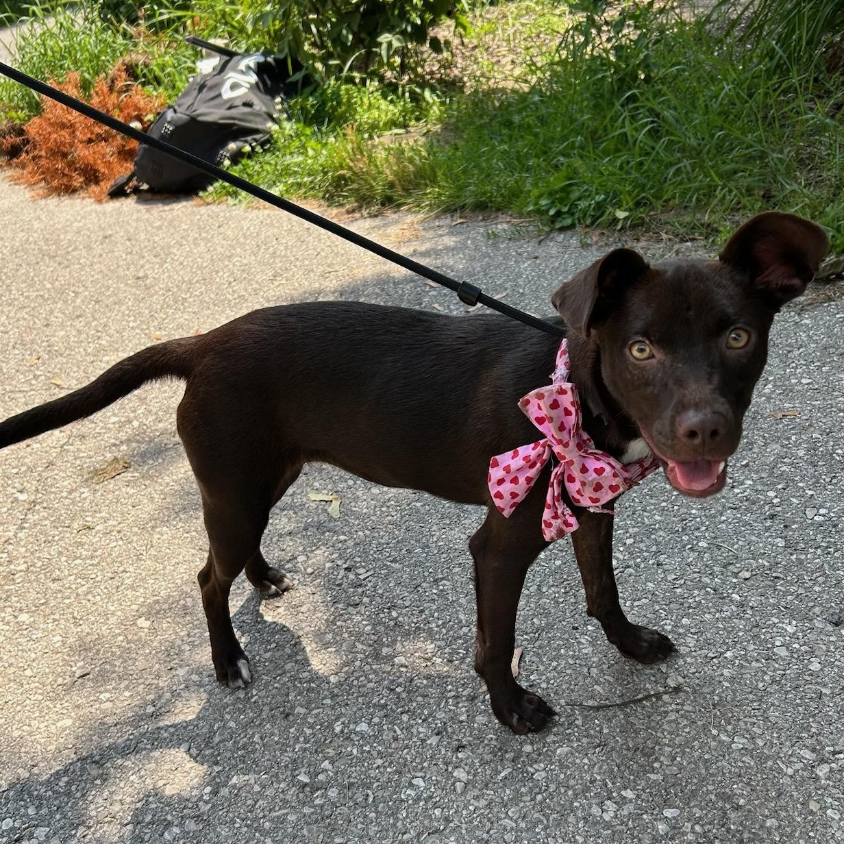 Dog for adoption - Coco, a Miniature Pinscher Mix in Traverse City, MI ...