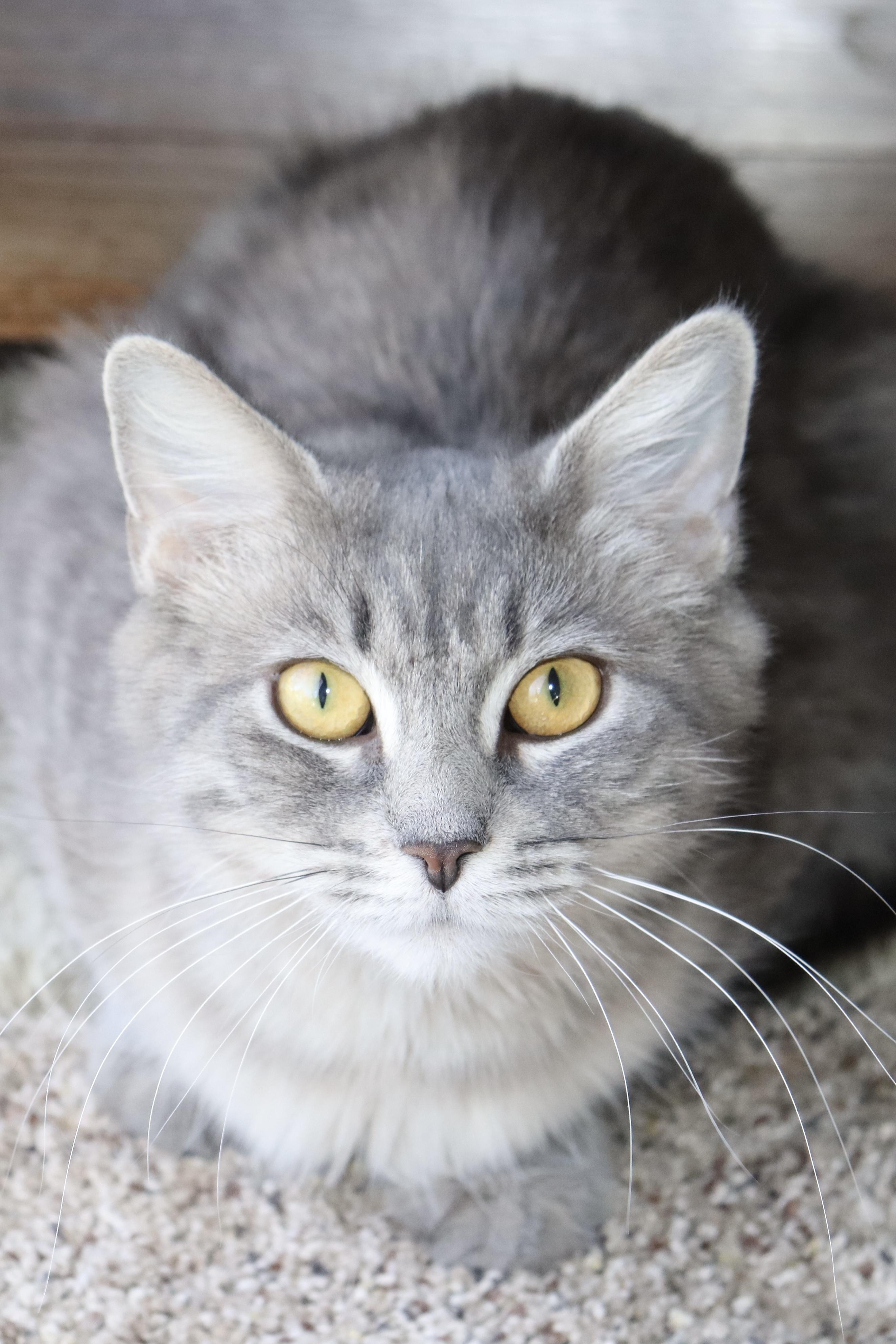 Cat for adoption - Emilee, a Domestic Long Hair in Grove City, OH ...