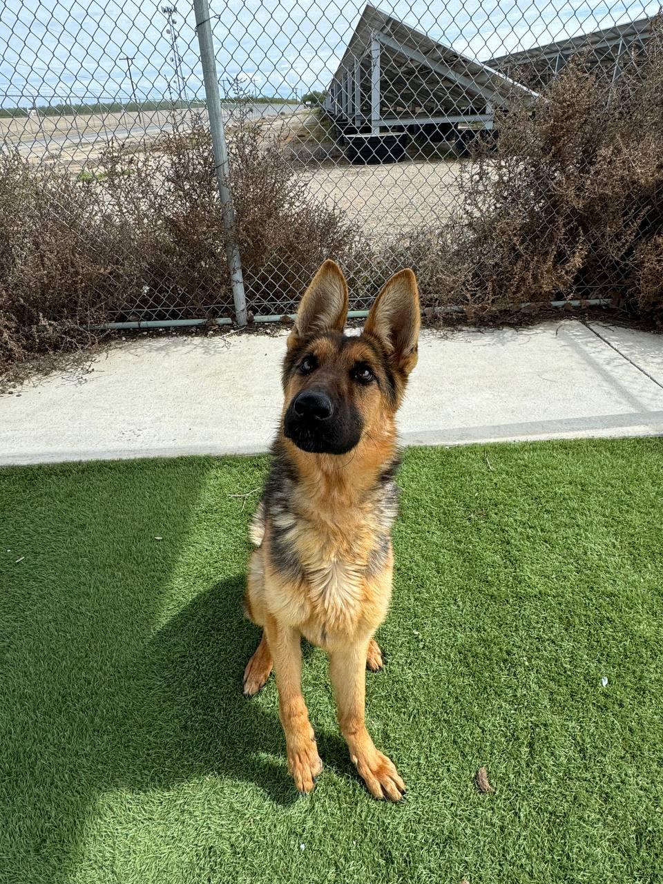 Dog for adoption - ZAIA (Available March 18, 2025), a German Shepherd ...