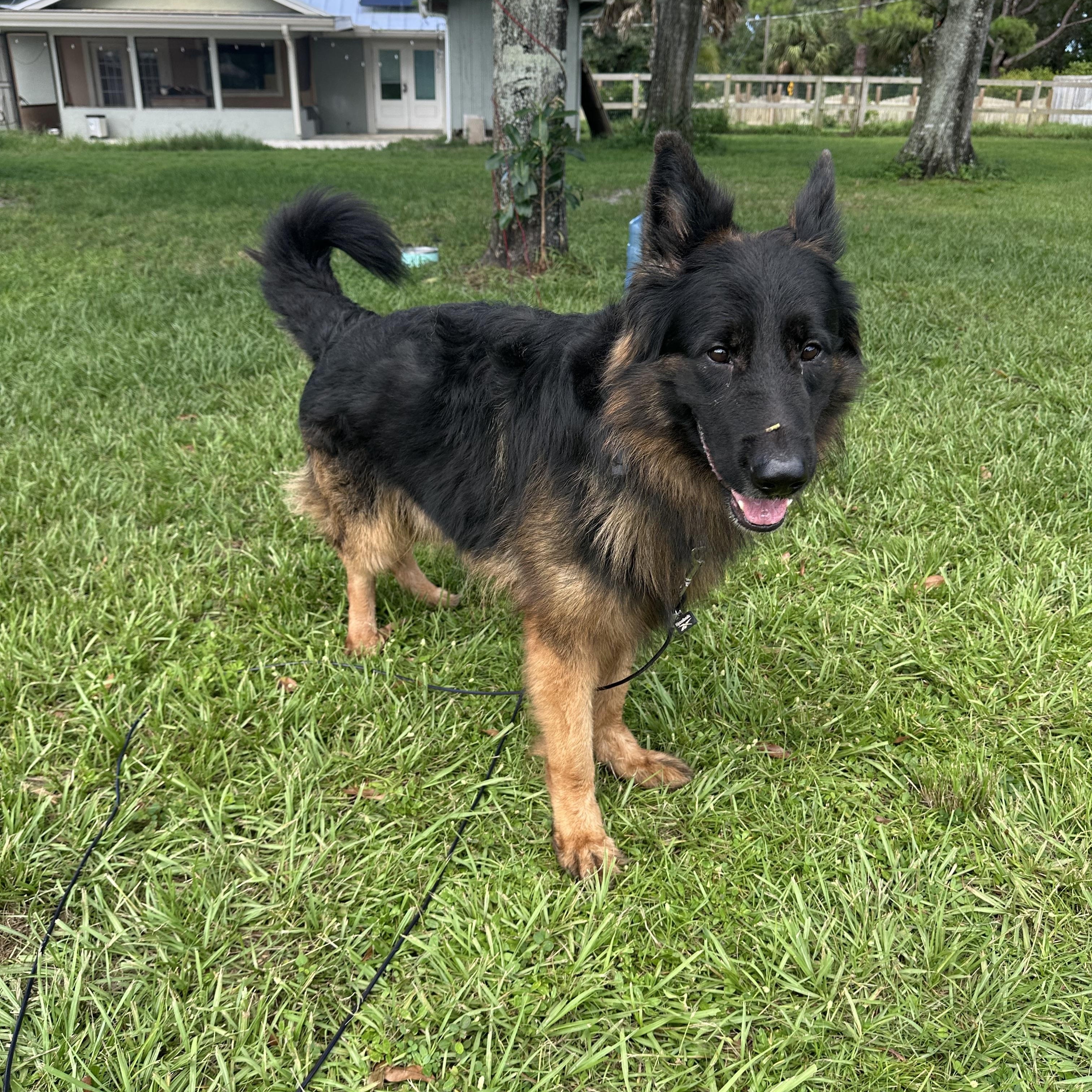 Zach - Adoptable Pet | Petfinder | Petfinder