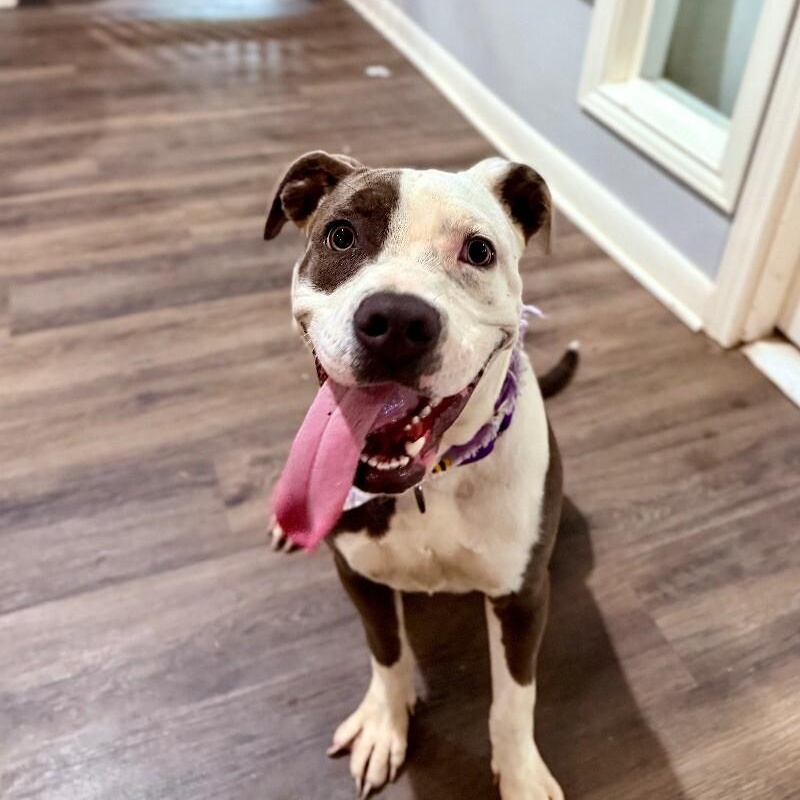 Dog for adoption - Leila Little ittie-bittie pitty and all cutie, a Pit ...