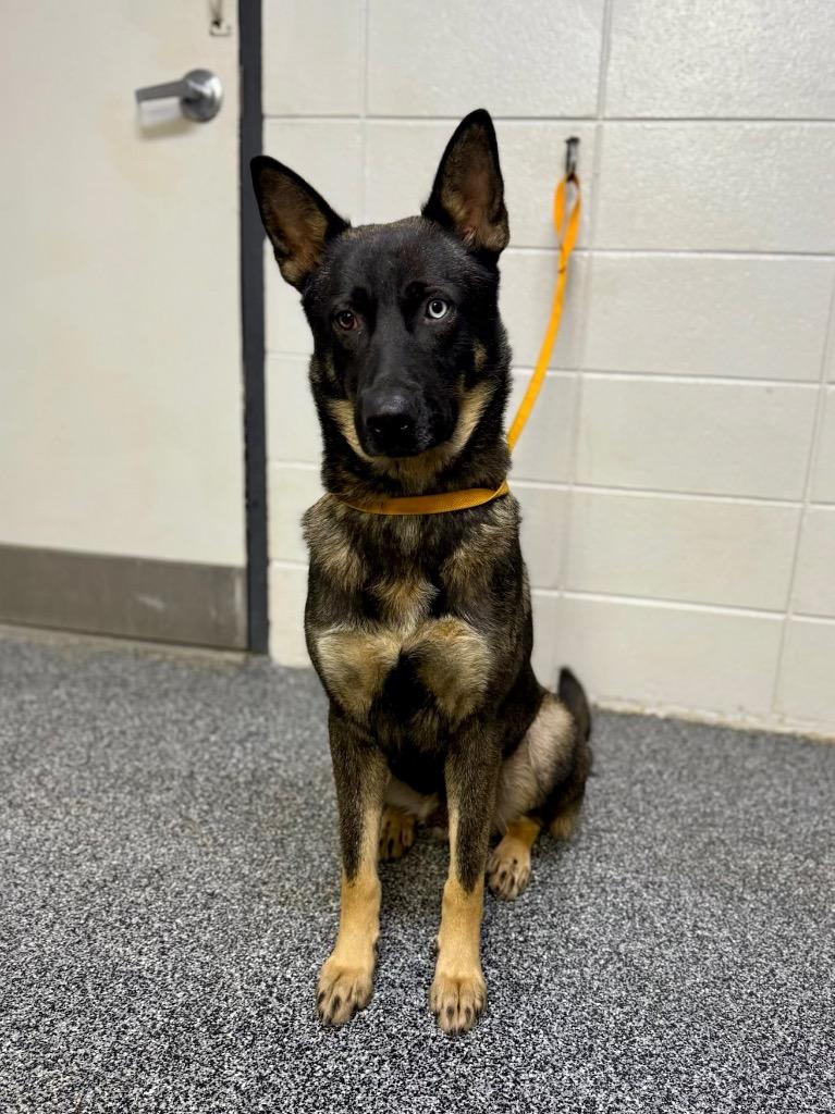 Dog for adoption - Rocky Balboa, a German Shepherd Dog in Stamford, CT ...