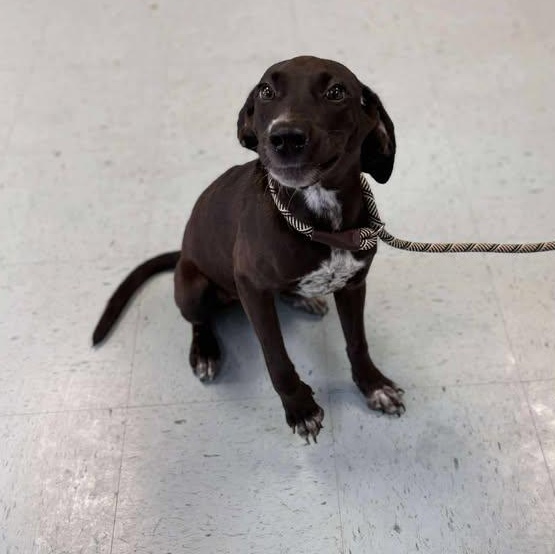 Dog for adoption - Spaz, a Catahoula Leopard Dog Mix in Bardstown, KY ...