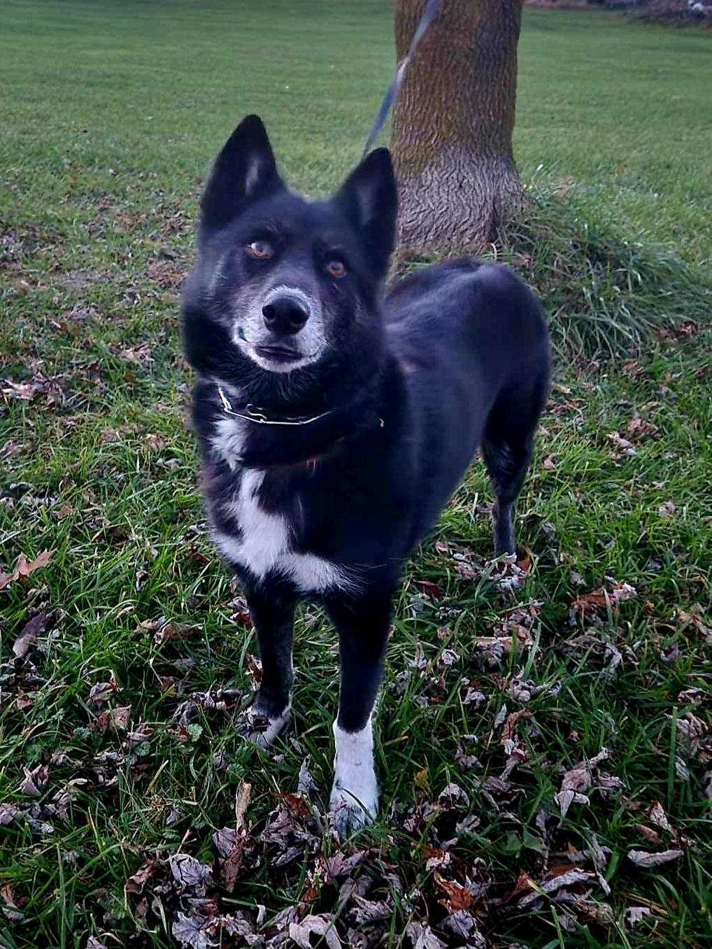 Dog for adoption - Foxy Roxy, a Siberian Husky & Border Collie Mix in ...