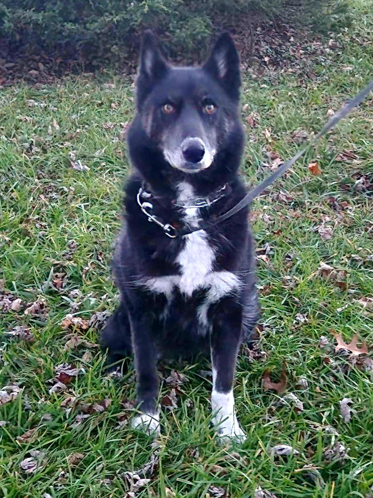 Dog for adoption - Foxy Roxy, a Siberian Husky & Border Collie Mix in ...