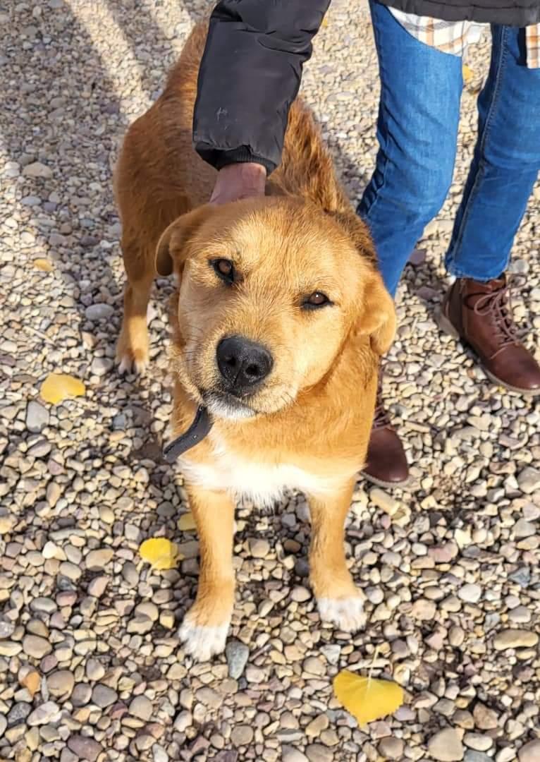 Dog for adoption - Hershey, an Airedale Terrier & Labrador Retriever ...