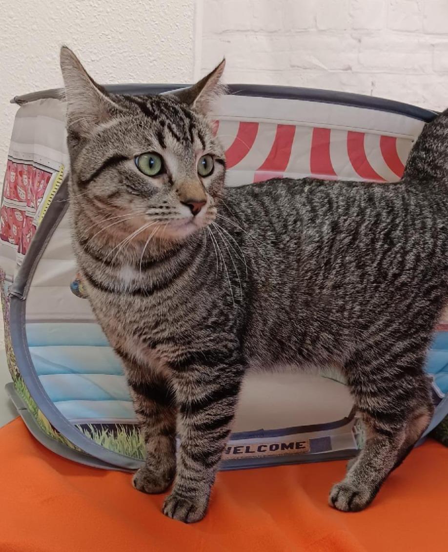 Cat for adoption - Buddha, a Domestic Short Hair in Red Wing, MN ...