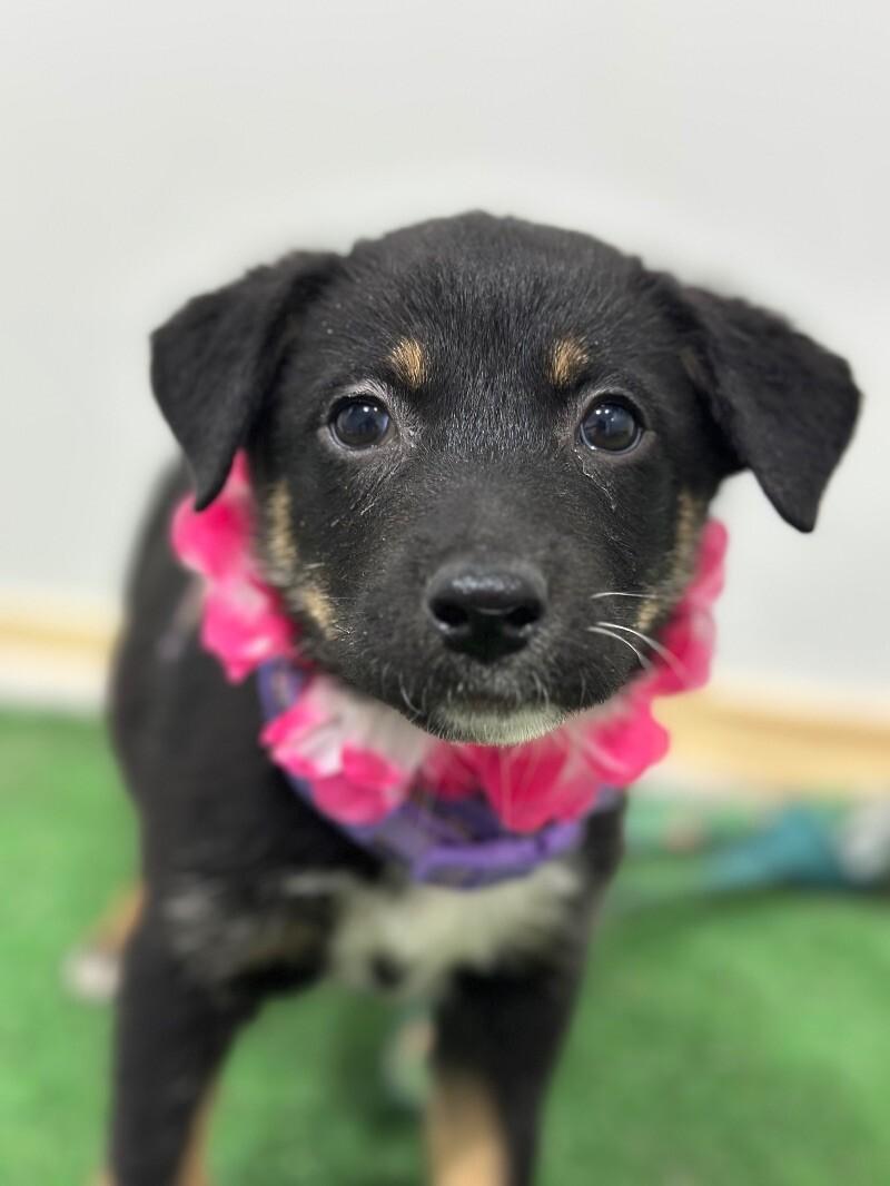 Dog for adoption - Cherry, a German Pinscher & Spaniel Mix in North Las ...