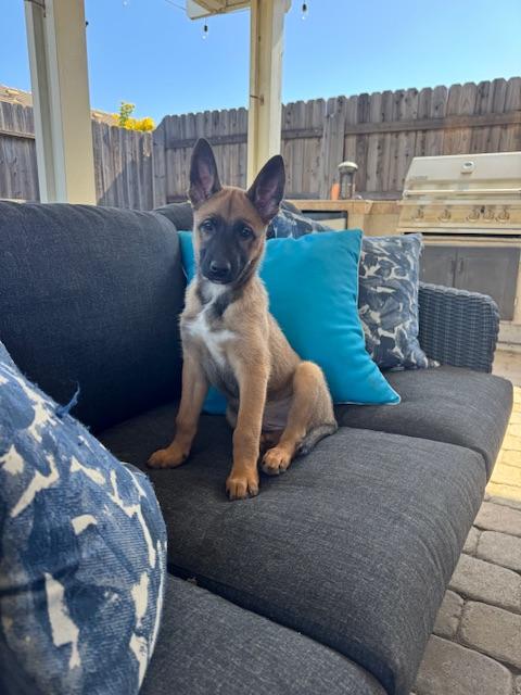 Dog for adoption - Lyla, a German Shepherd Dog & Belgian Shepherd ...