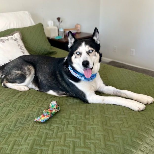 Dog for adoption - Ace Ventura, a Husky Mix in Roswell, GA | Petfinder