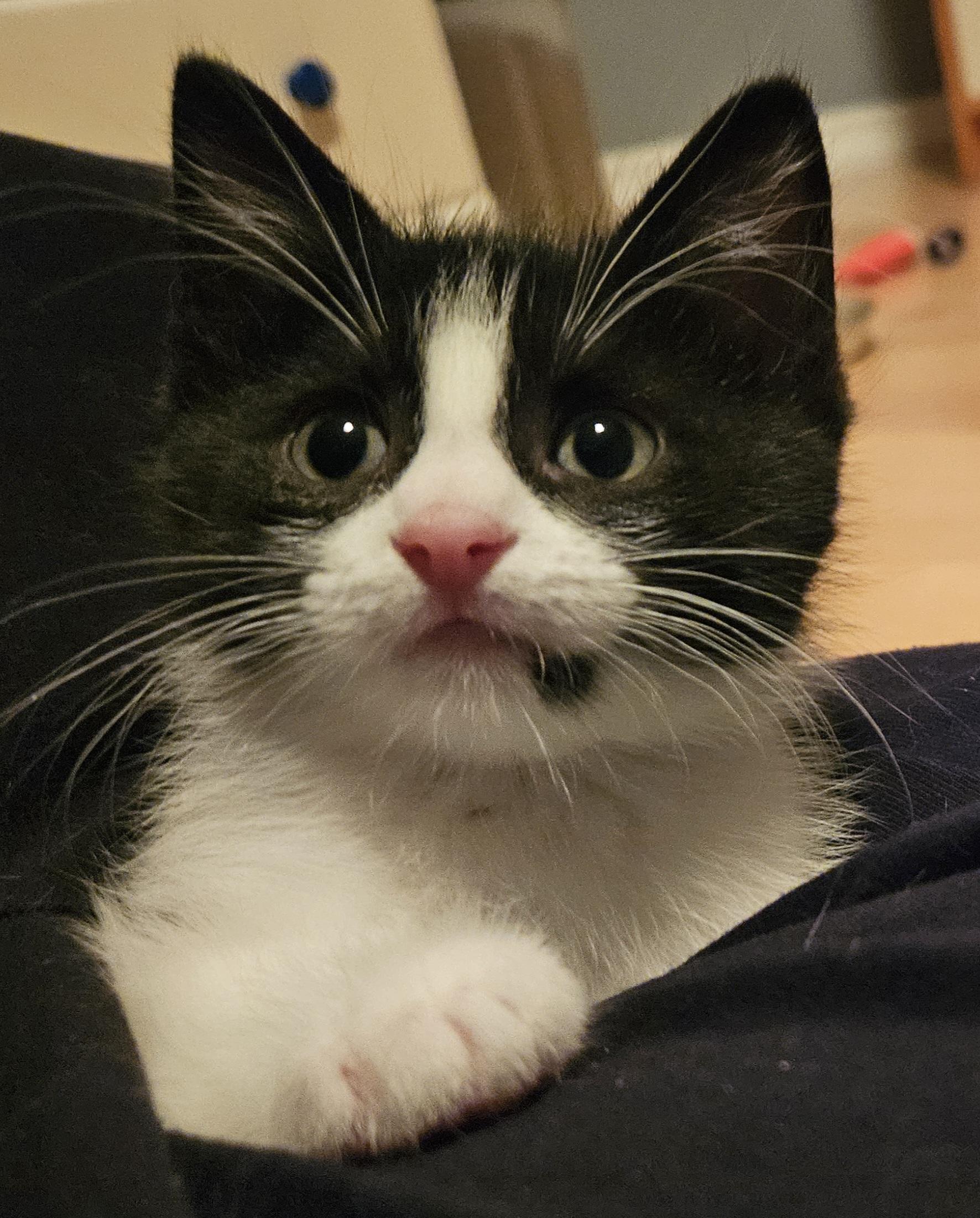 Cat for adoption - Johnny, a Domestic Short Hair in Pickering, ON ...