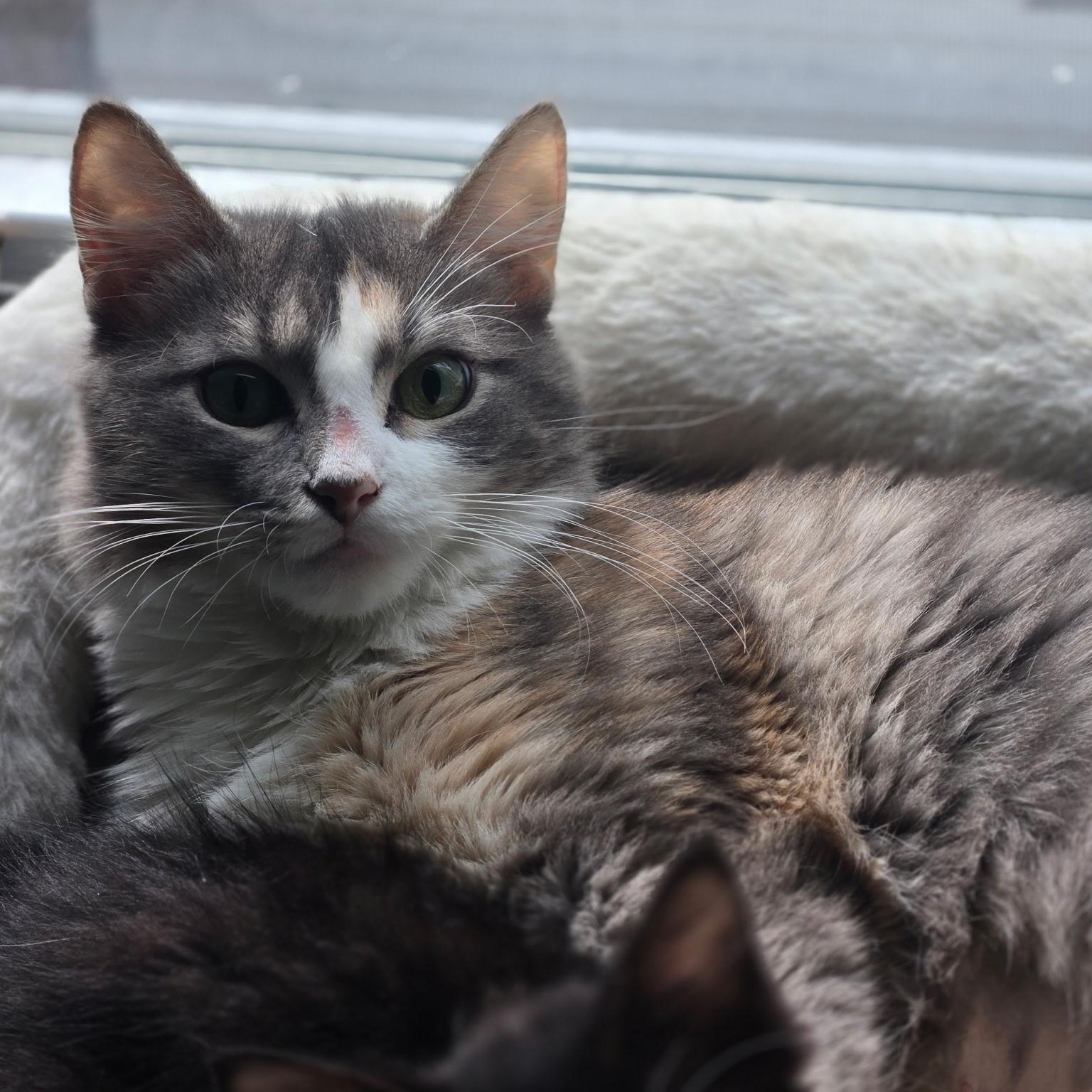 Cat for adoption - Ariel, a Domestic Medium Hair in Cleveland, OH ...