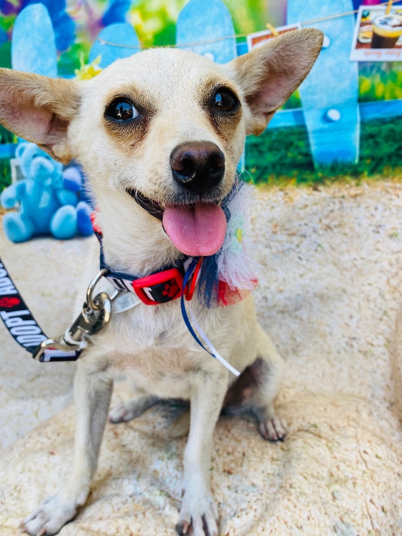 Dog for adoption - Chimis , a Chihuahua Mix in Brooklyn, CT | Petfinder