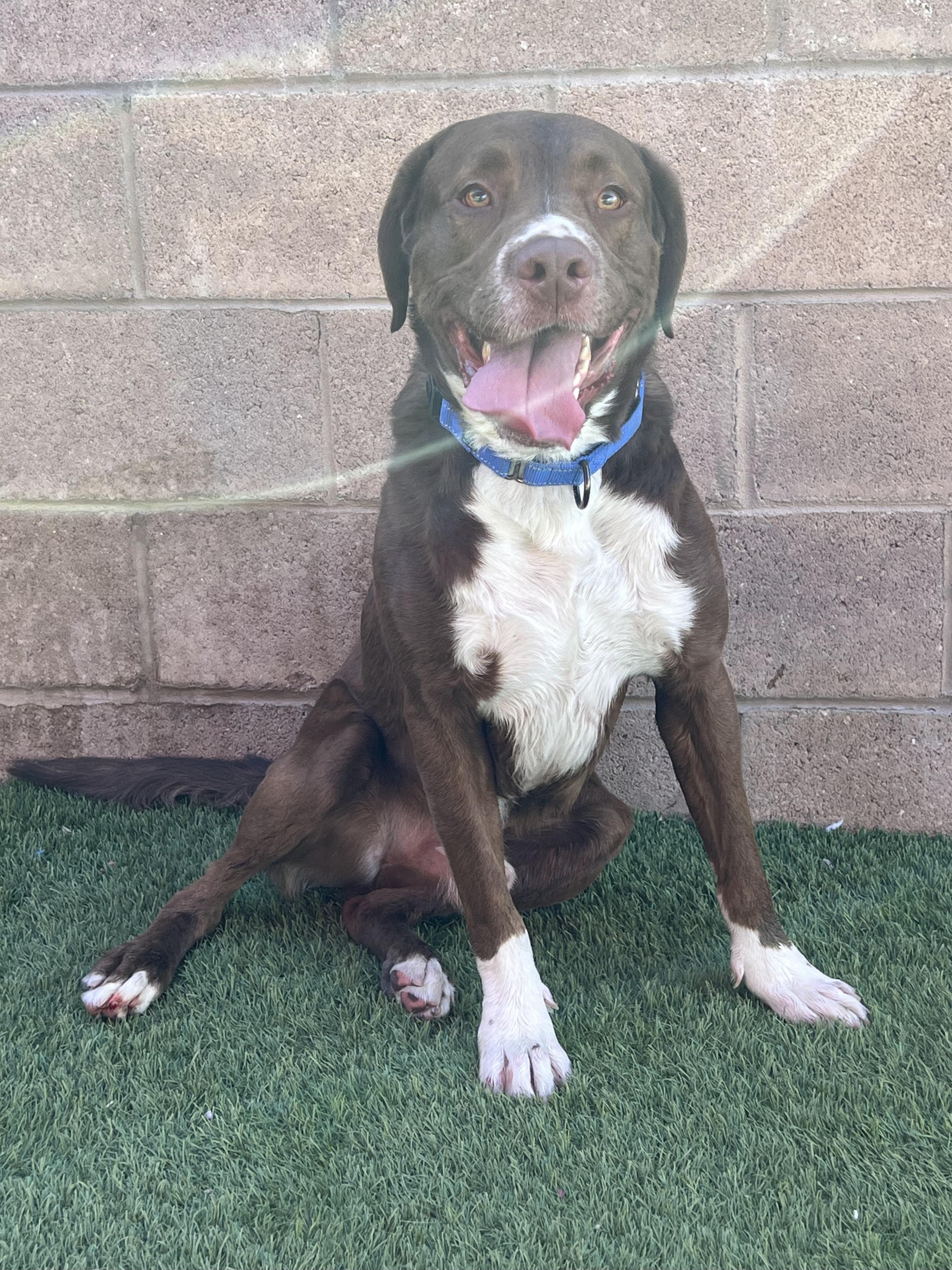 Dog for adoption - Axl Rose, a Chocolate Labrador Retriever Mix in ...