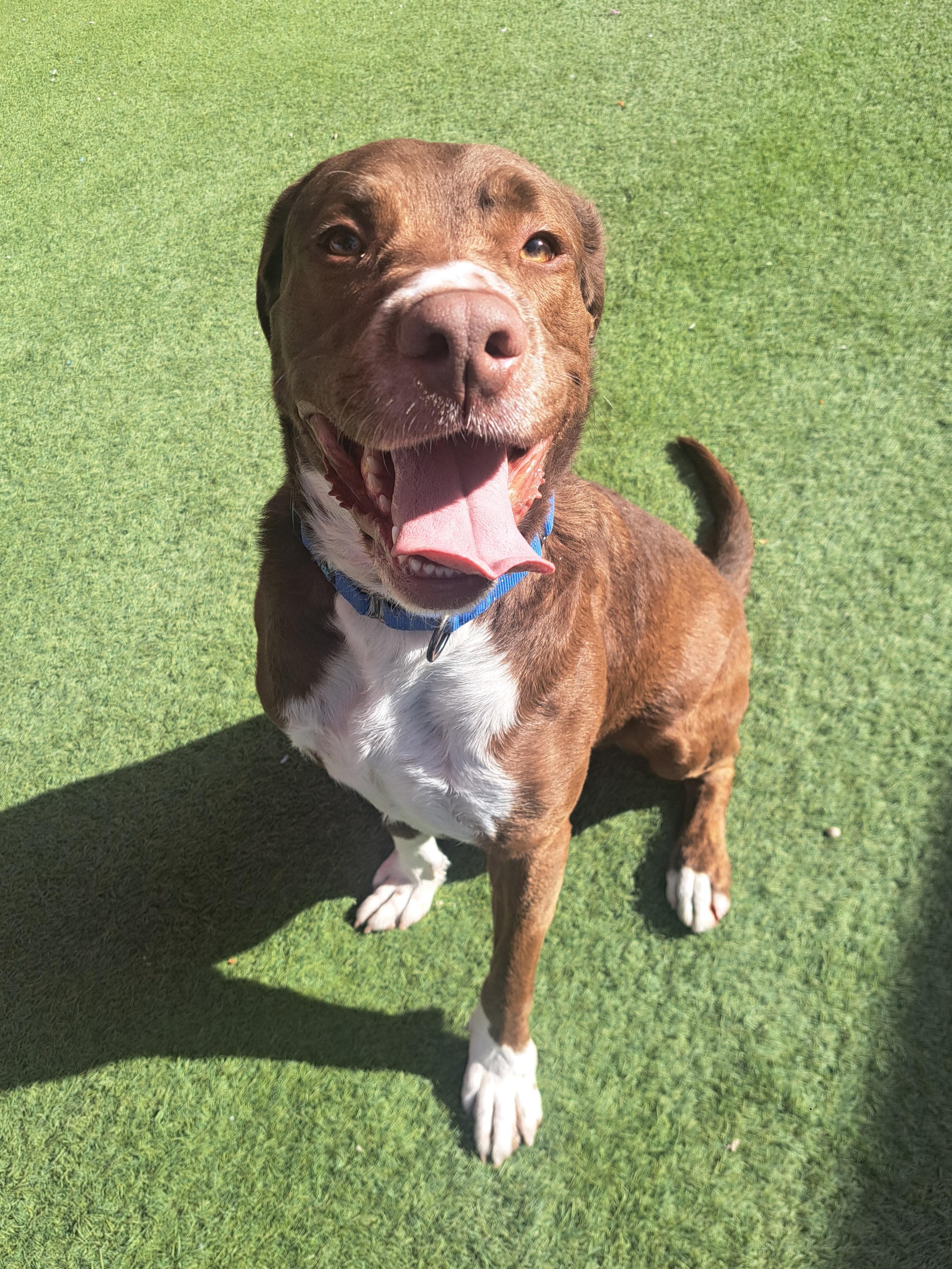 Dog for adoption - Axl Rose, a Chocolate Labrador Retriever Mix in ...