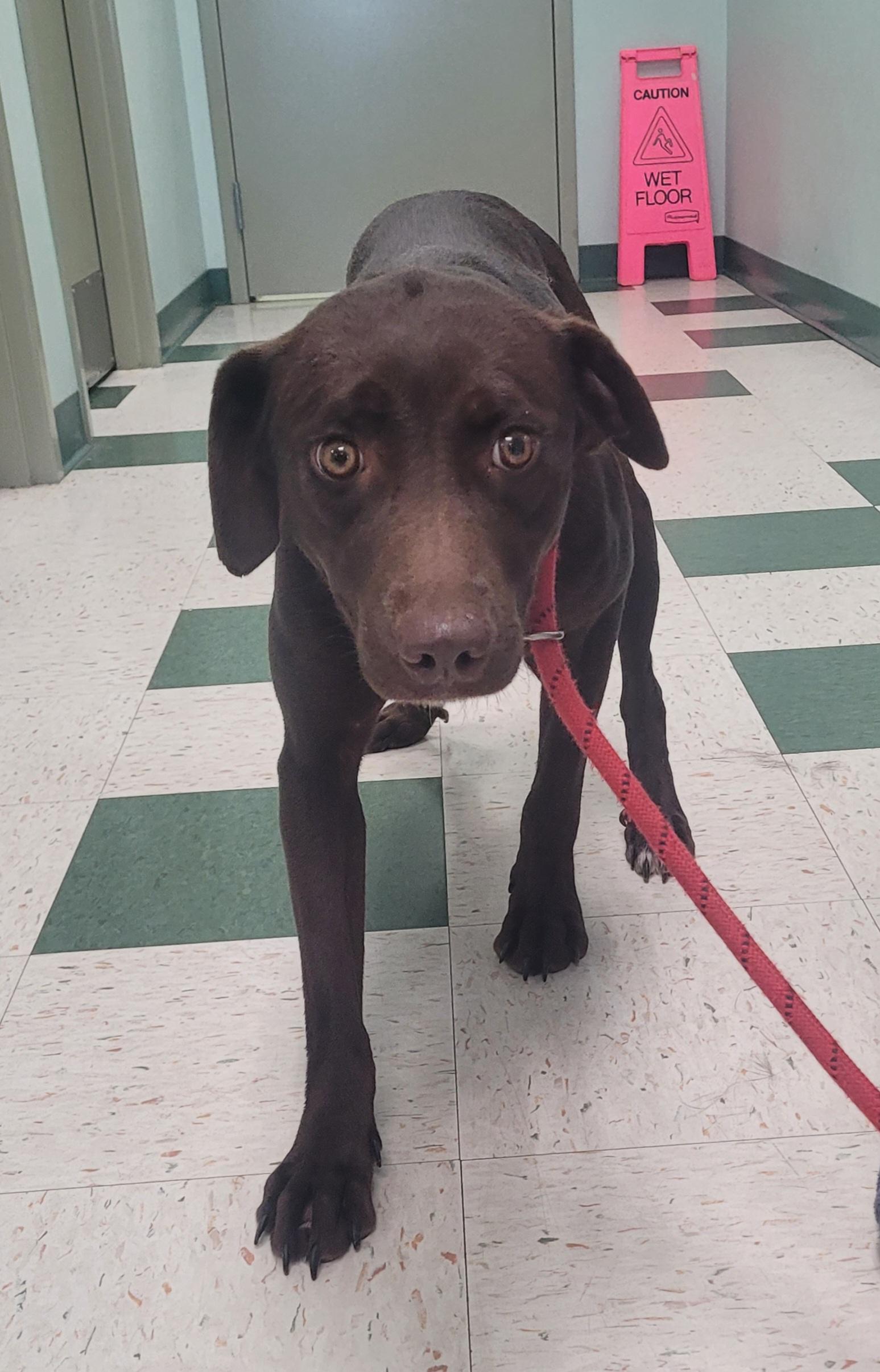 Dog for adoption - Mocha, a Labrador Retriever Mix in St. Joseph, MI ...