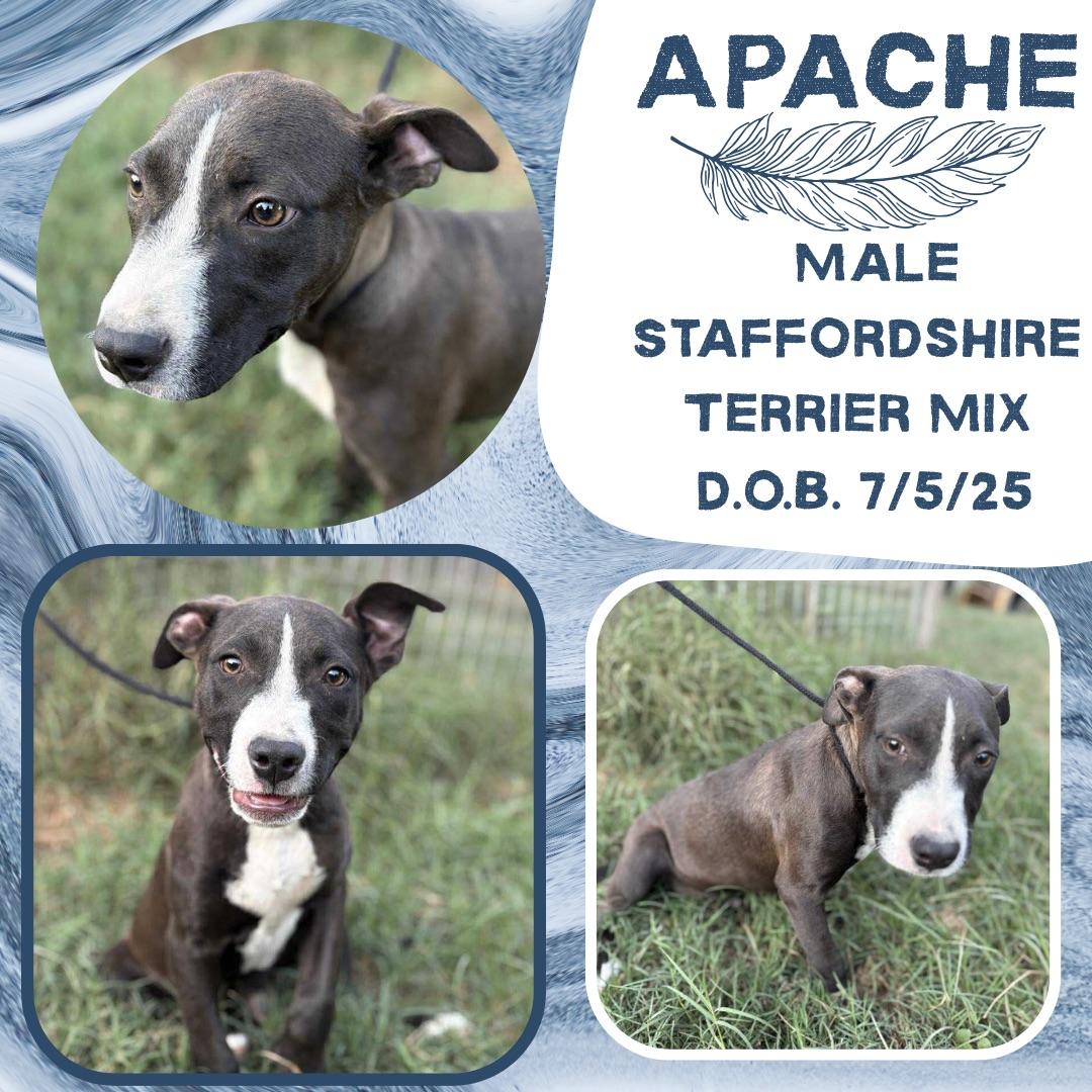 Dog for adoption - Apache, an American Staffordshire Terrier Mix in ...