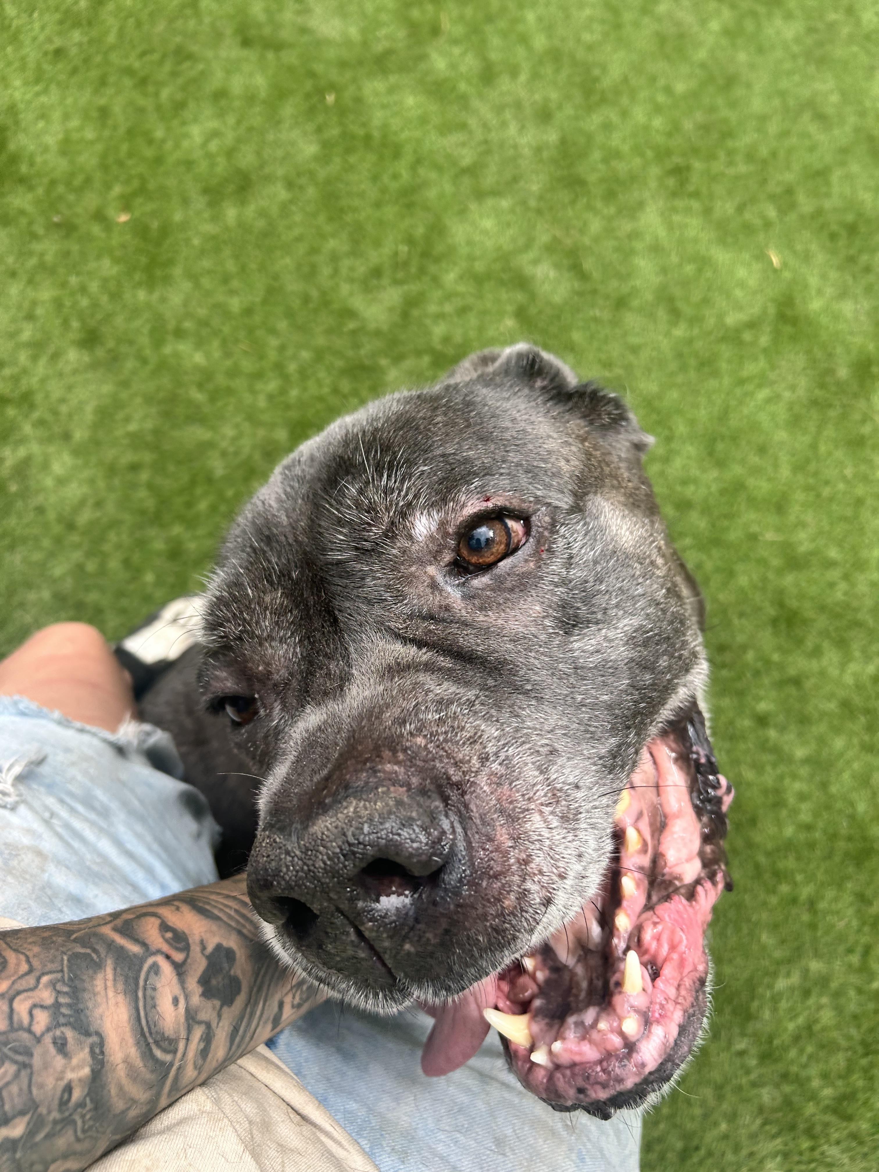 Dog for adoption - Scooby, a Cane Corso in Scranton, PA | Petfinder