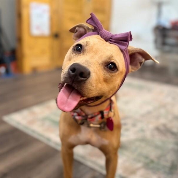 Dog for adoption - Tilly Noodle the happiest little ray of sunshine, a ...