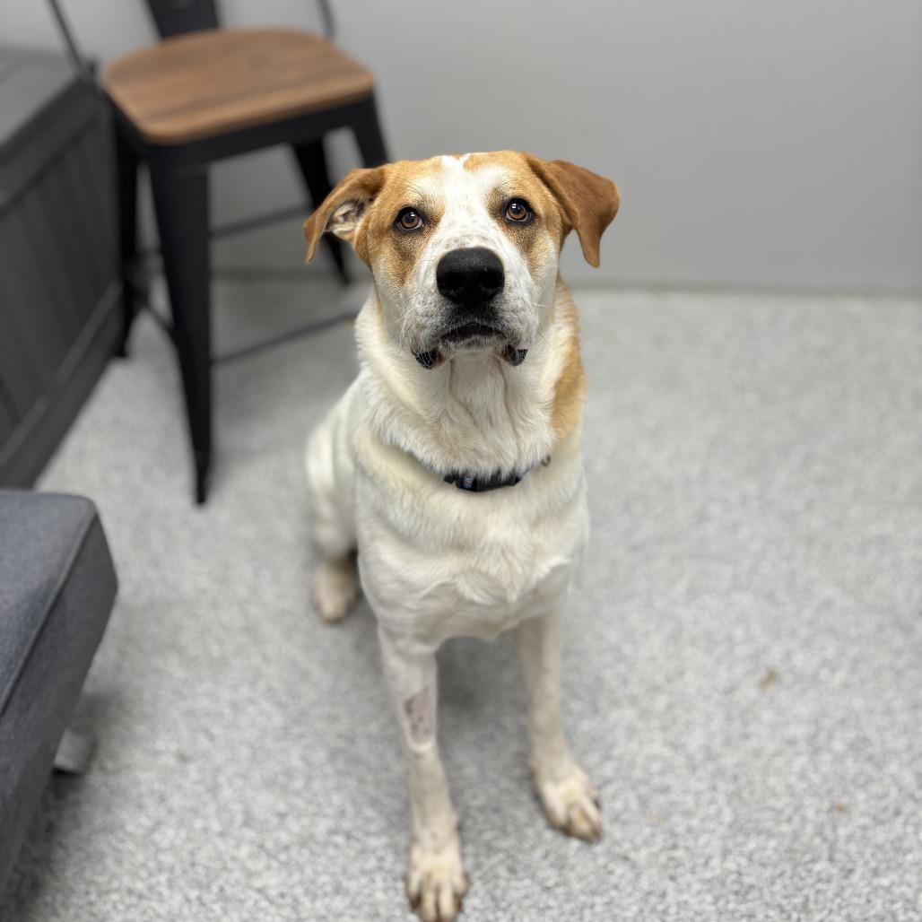 Dog for adoption - Luffy, a Golden Retriever & Great Pyrenees Mix in ...