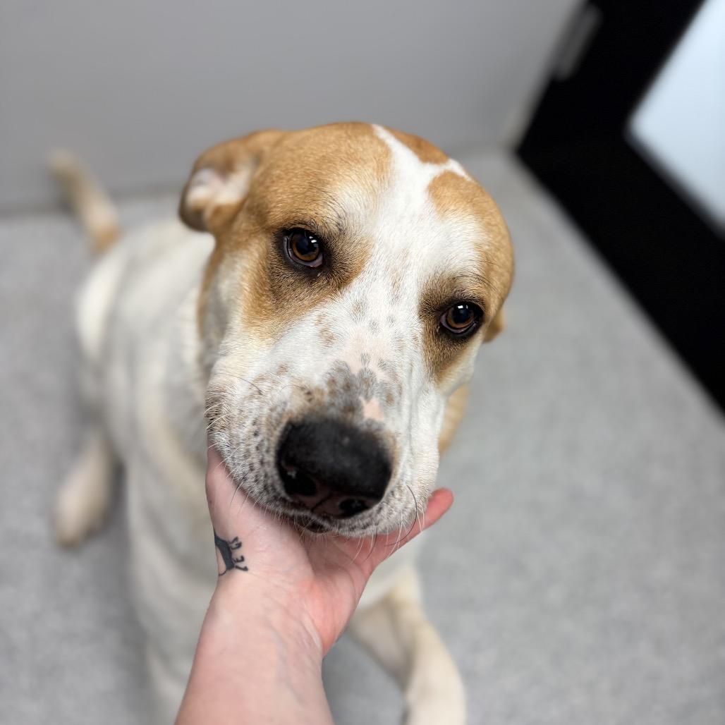 Dog for adoption - Luffy, a Golden Retriever & Great Pyrenees Mix in ...