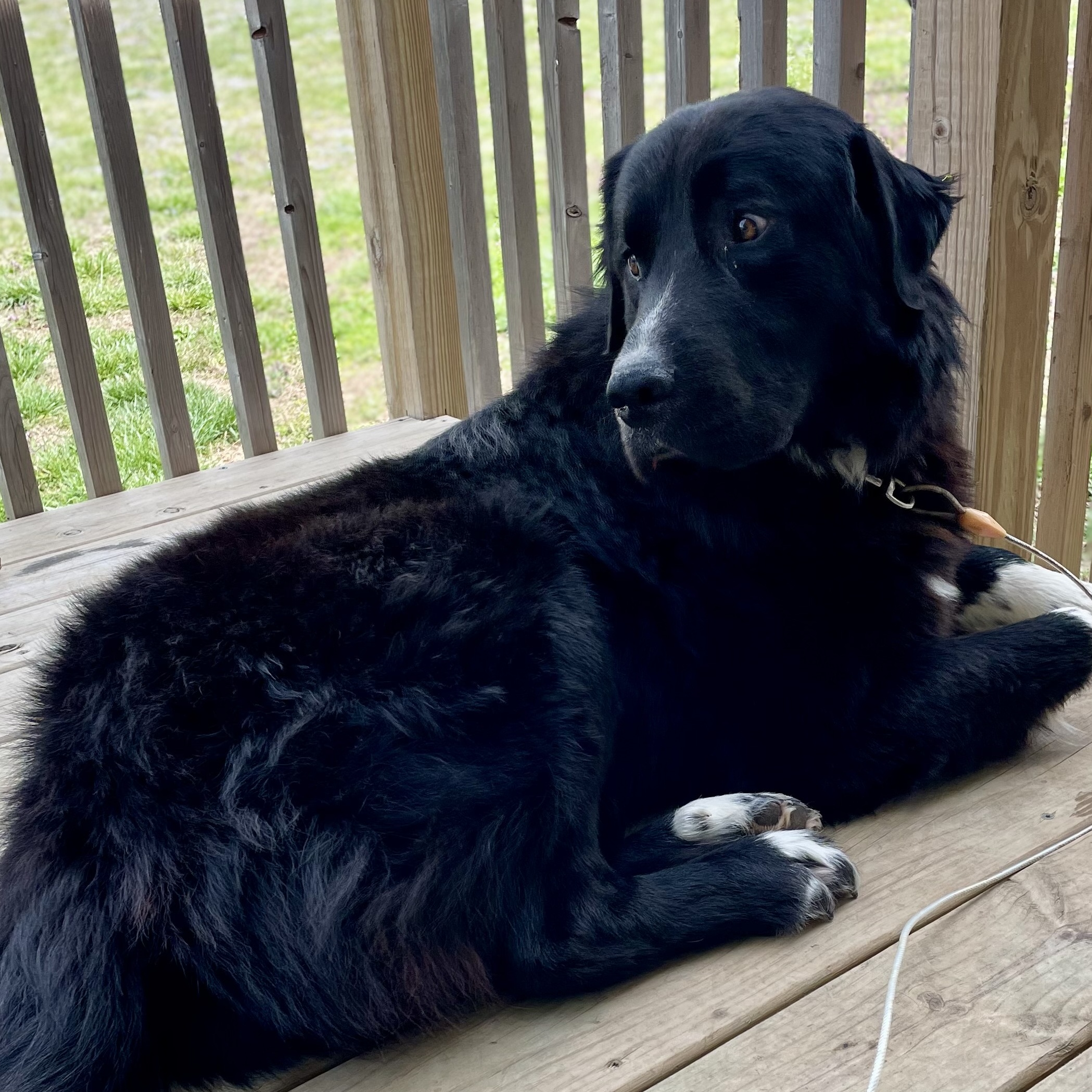 Our Current Adoptables – Rescue One