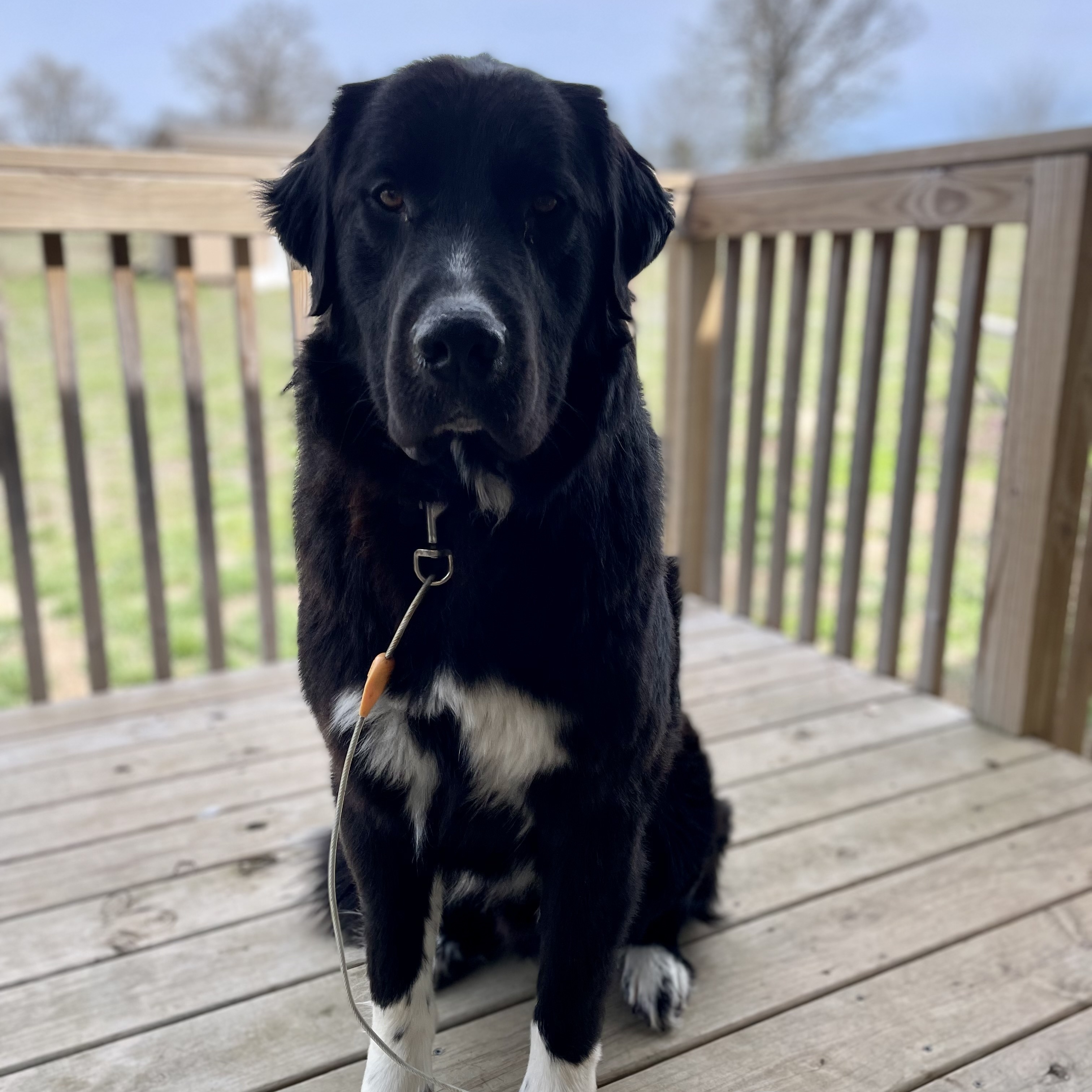 Our Current Adoptables – Rescue One