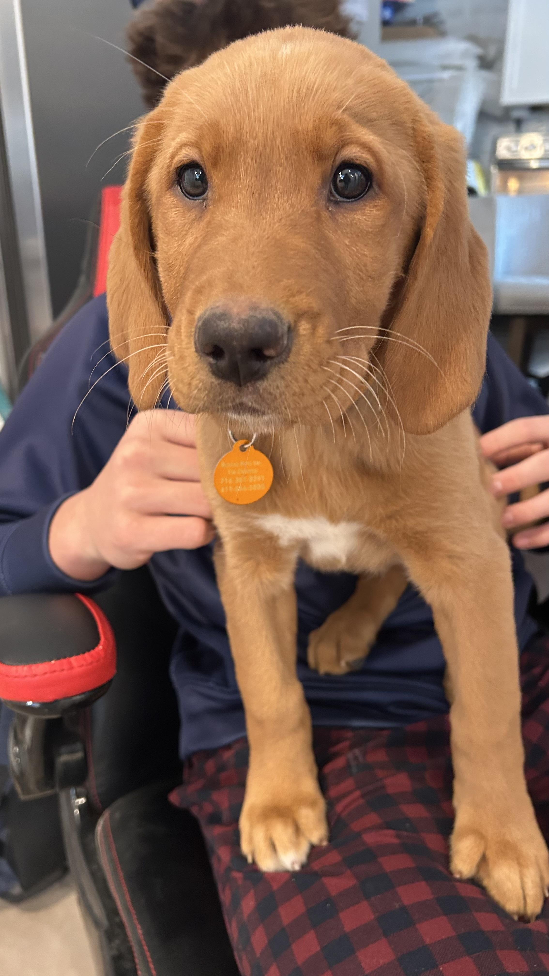 Dog for adoption - Marigold, a Yellow Labrador Retriever & Golden ...