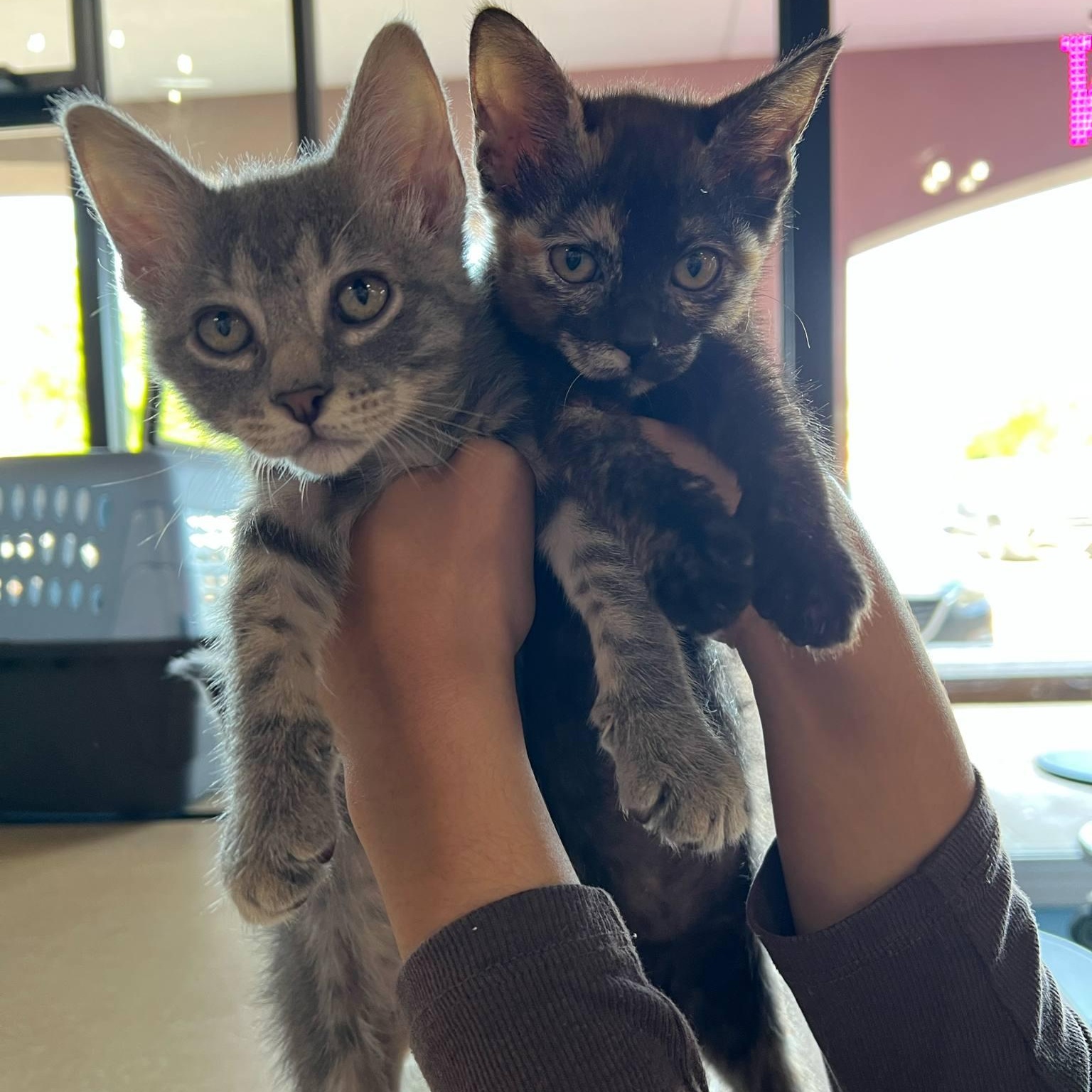 Cat for adoption - TUNDRA & V - CH Wobble Besties, an American ...