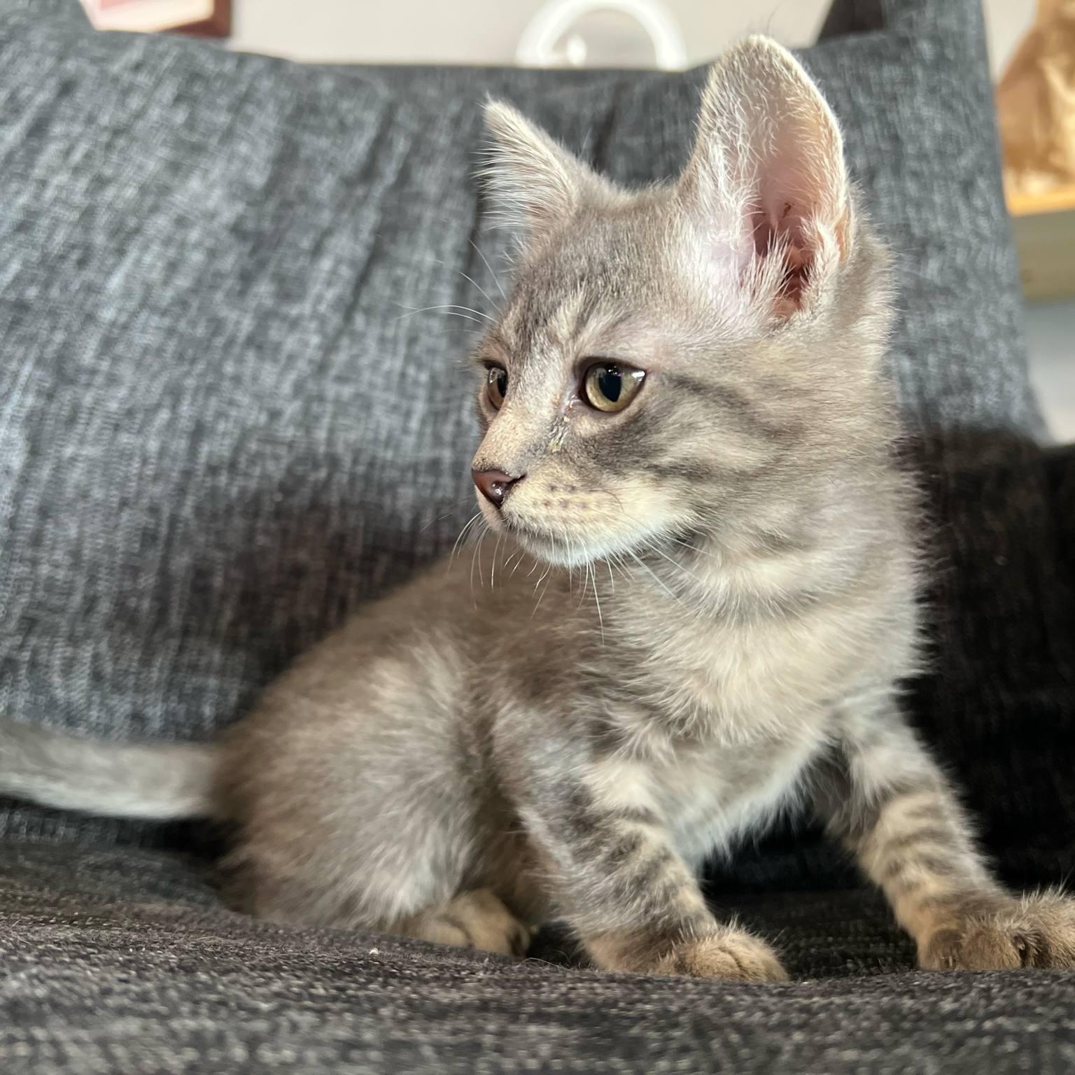 Cat for adoption - TUNDRA & V - CH Wobble Besties, an American ...