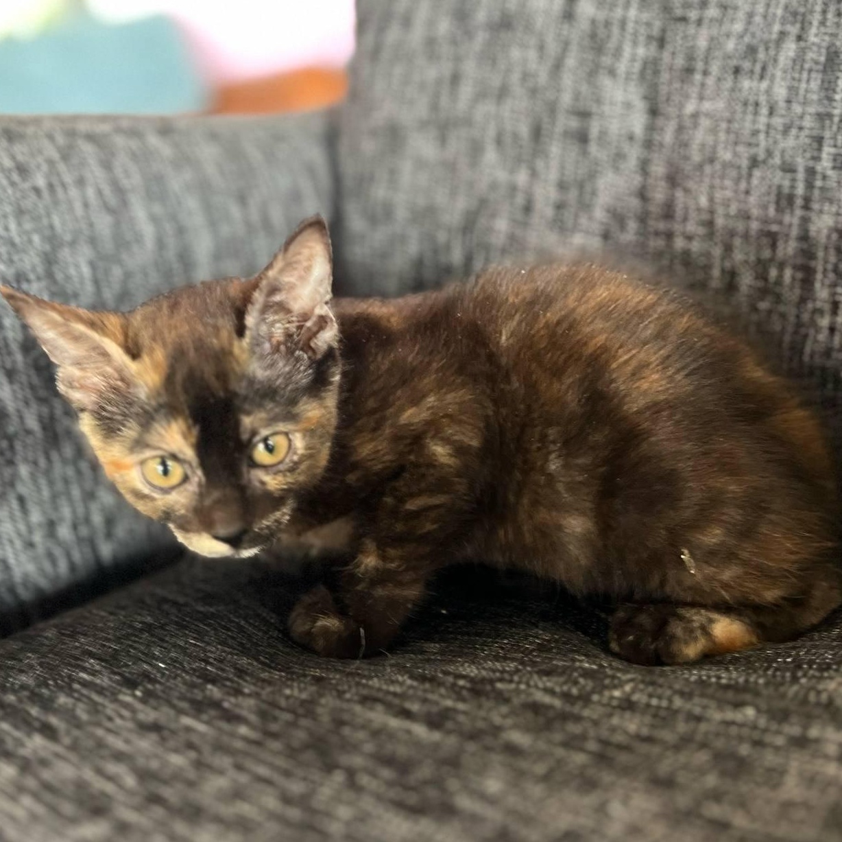 Cat for adoption - TUNDRA & V - CH Wobble Besties, an American ...