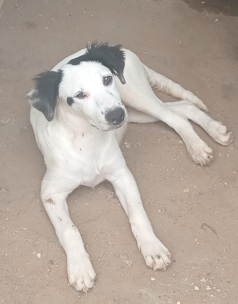 Dog for adoption - KIVE, a Labrador Retriever & Collie Mix in New York ...