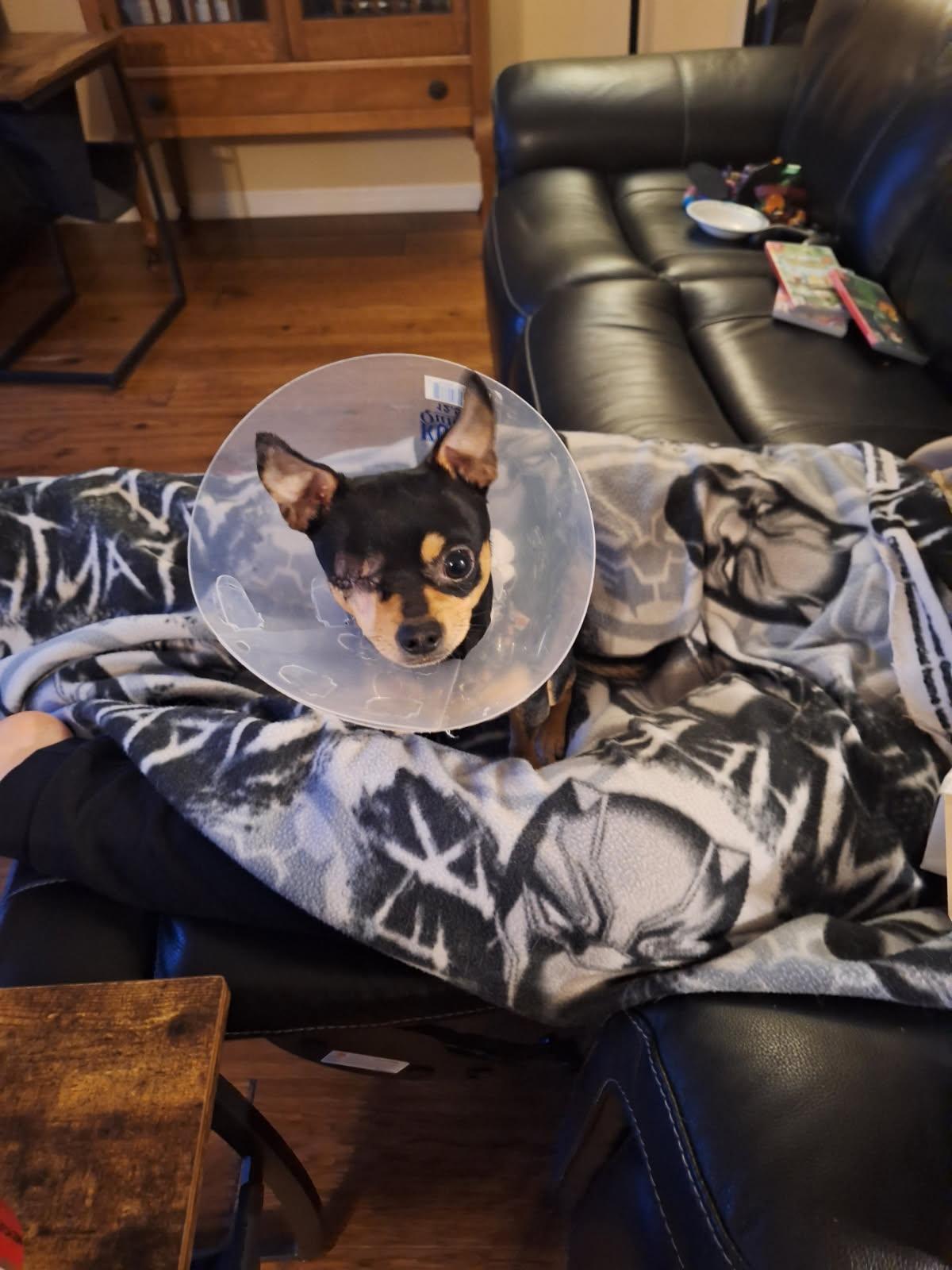 Dog for adoption - CHICO---Adoption Pending, a Chihuahua in Toronto, ON ...