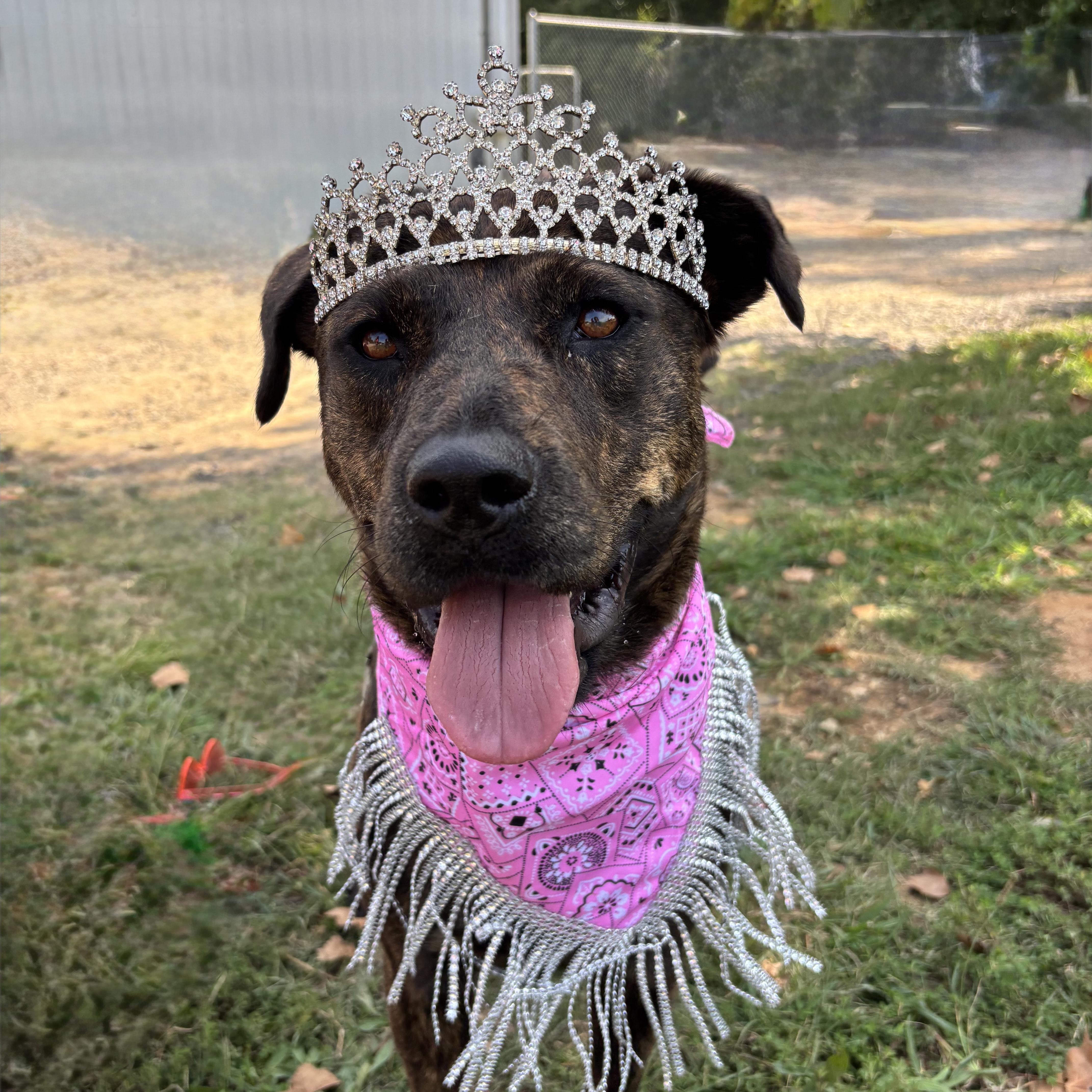 Dog for adoption - Orange Blossom, a Shepherd & Hound Mix in Pound, VA ...