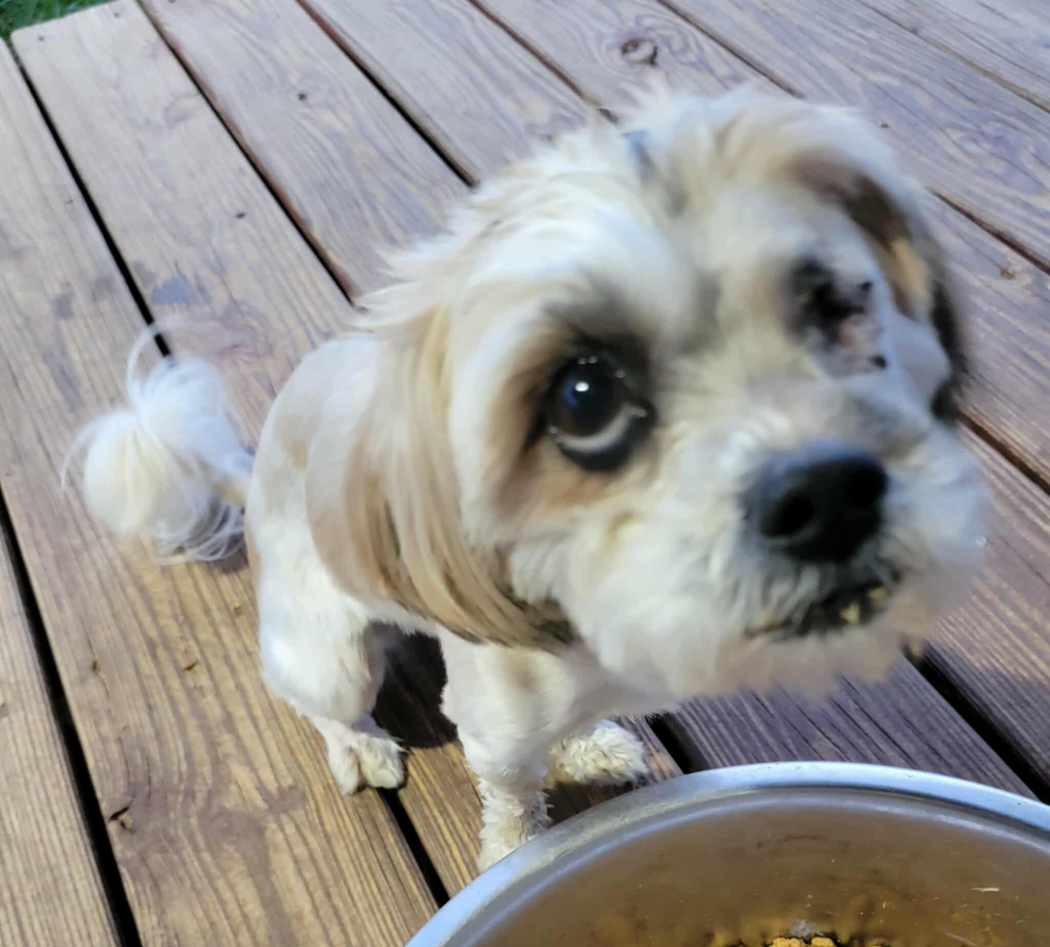 Dog For Adoption Victoria A Shih Tzu In Van Alstyne TX Petfinder dog-for-adoption-victoria-a-shih-tzu-in-van-alstyne-tx-petfinder