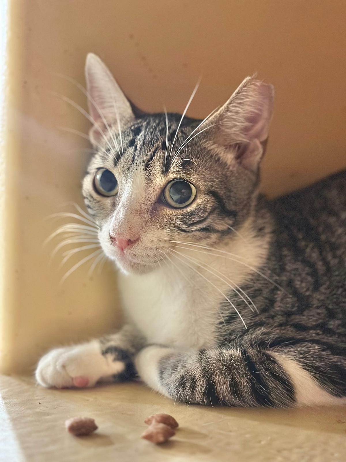 Cat for adoption - Pepe, a Domestic Short Hair in Chicago, IL | Petfinder